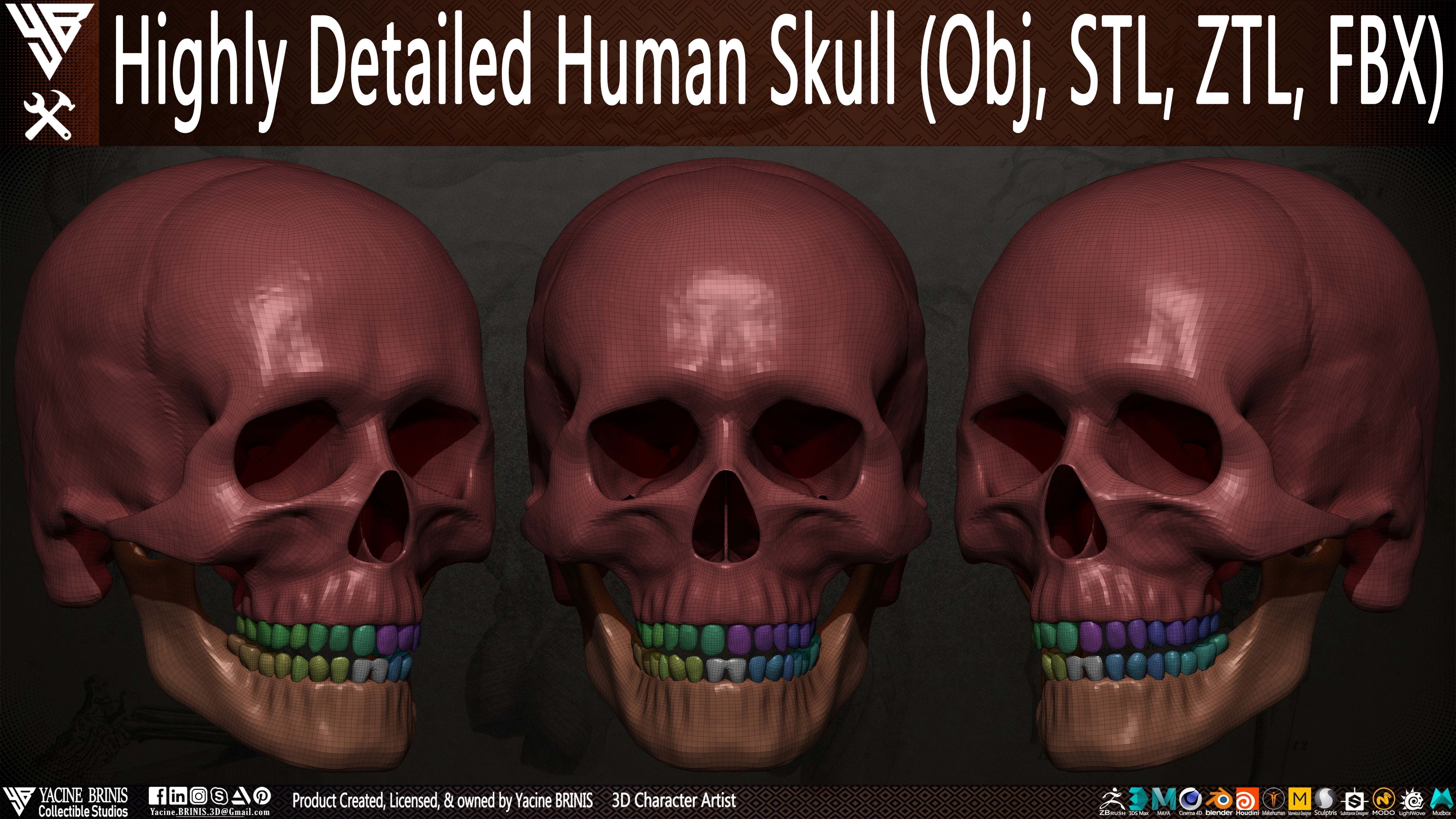 3D model Highly Detailed Human Skull VR / AR / low-poly | CGTrader