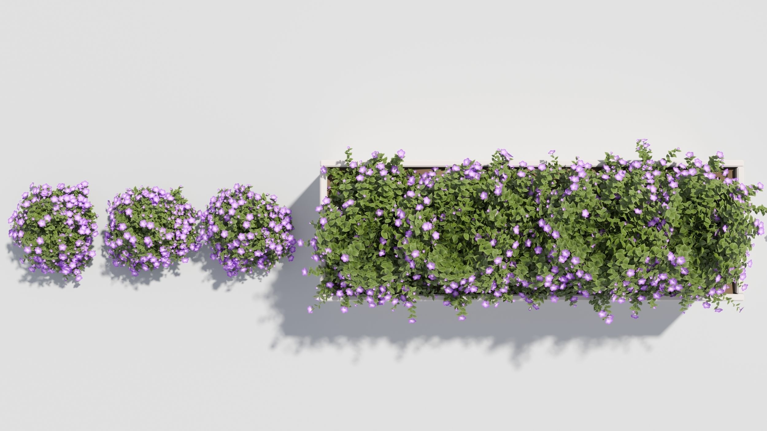 petunia flower 3D model | CGTrader