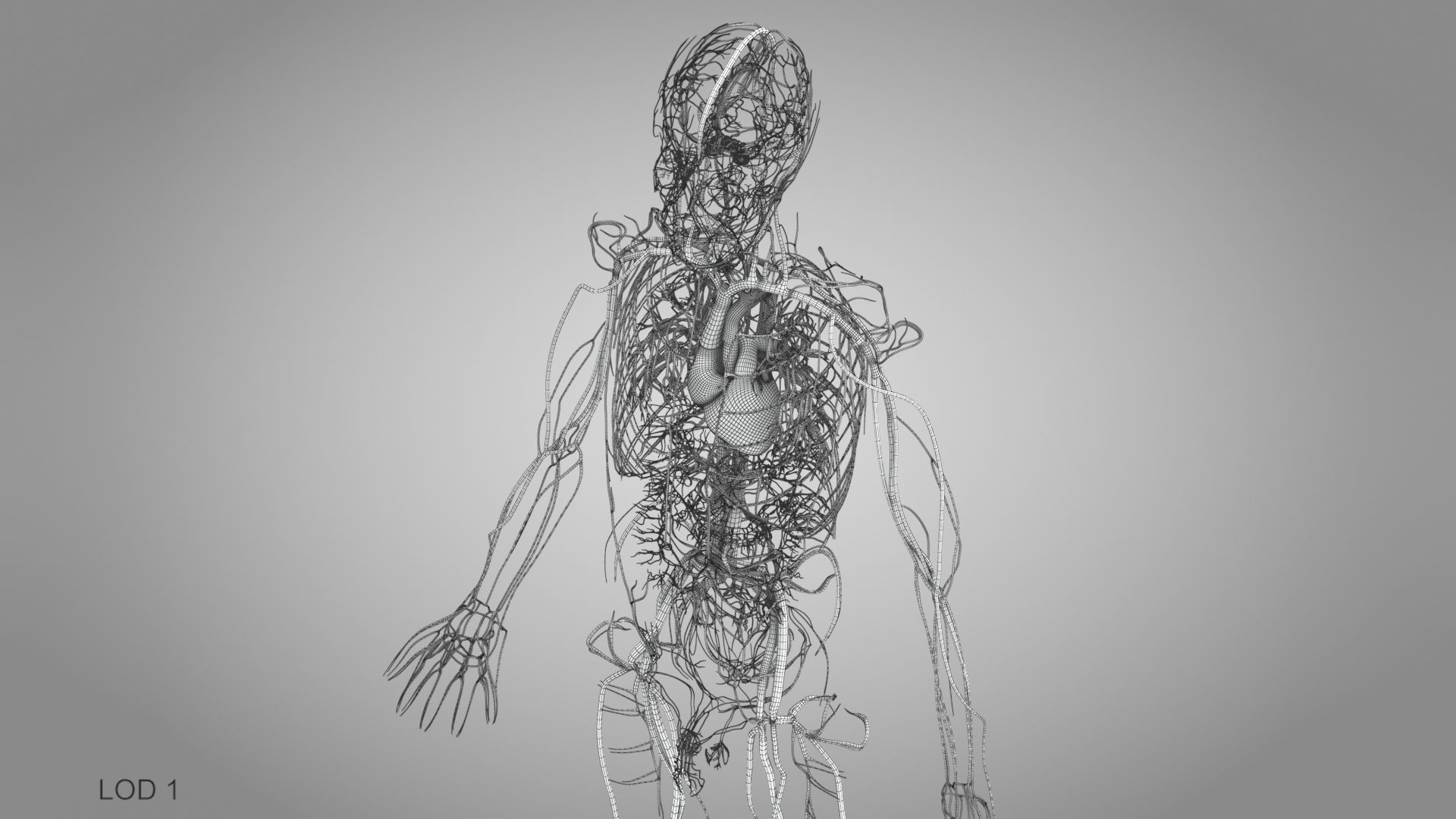 3D model Human Circulatory System VR / AR / low-poly | CGTrader