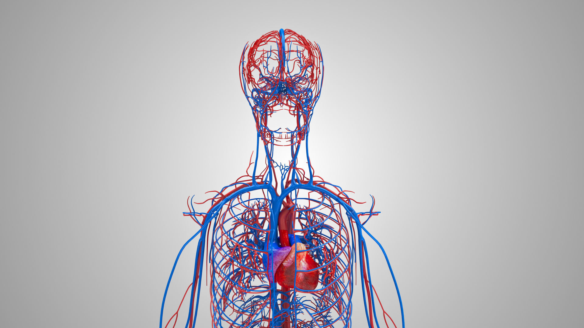3D model Human Circulatory System VR / AR / low-poly | CGTrader