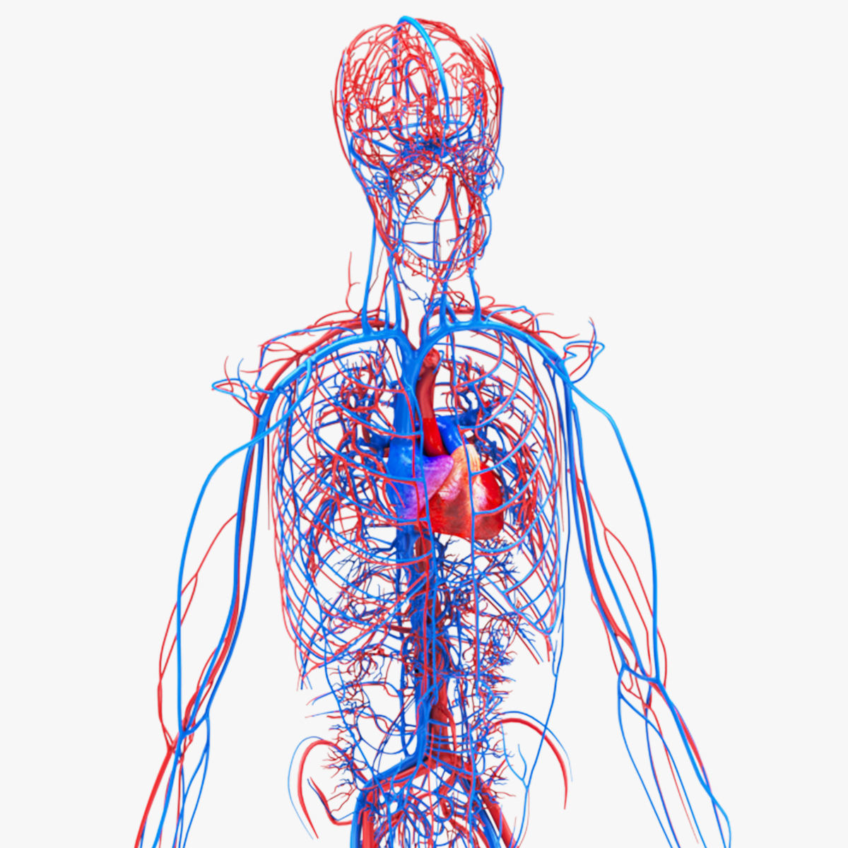 3D model Human Circulatory System VR / AR / low-poly | CGTrader