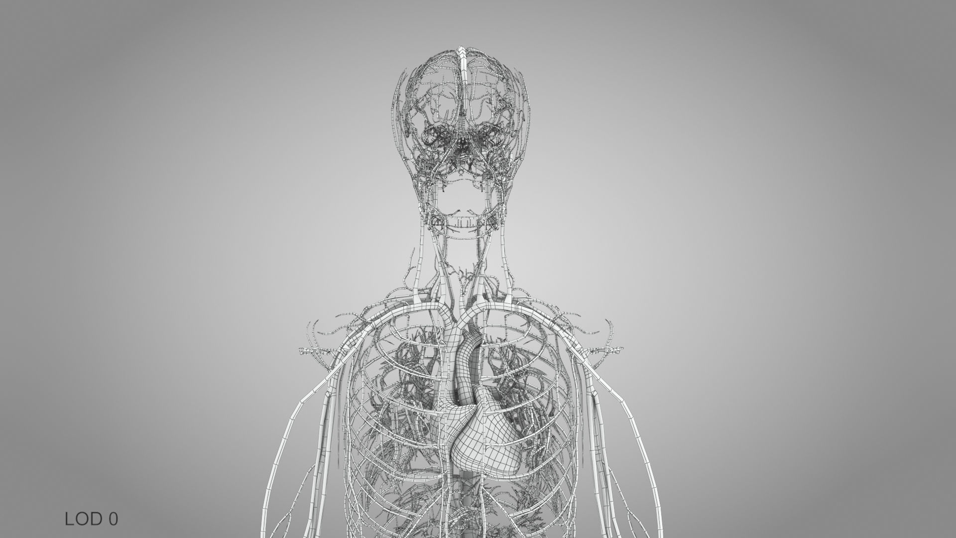 3D model Human Circulatory System VR / AR / low-poly | CGTrader