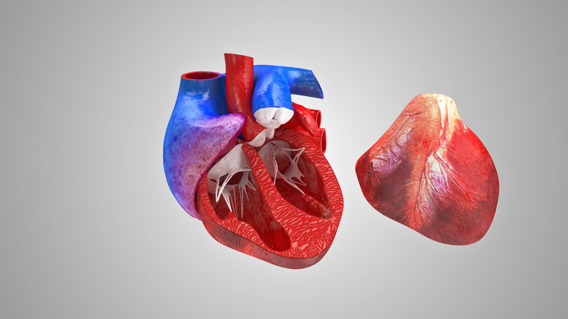 3D model Human Circulatory System VR / AR / low-poly | CGTrader