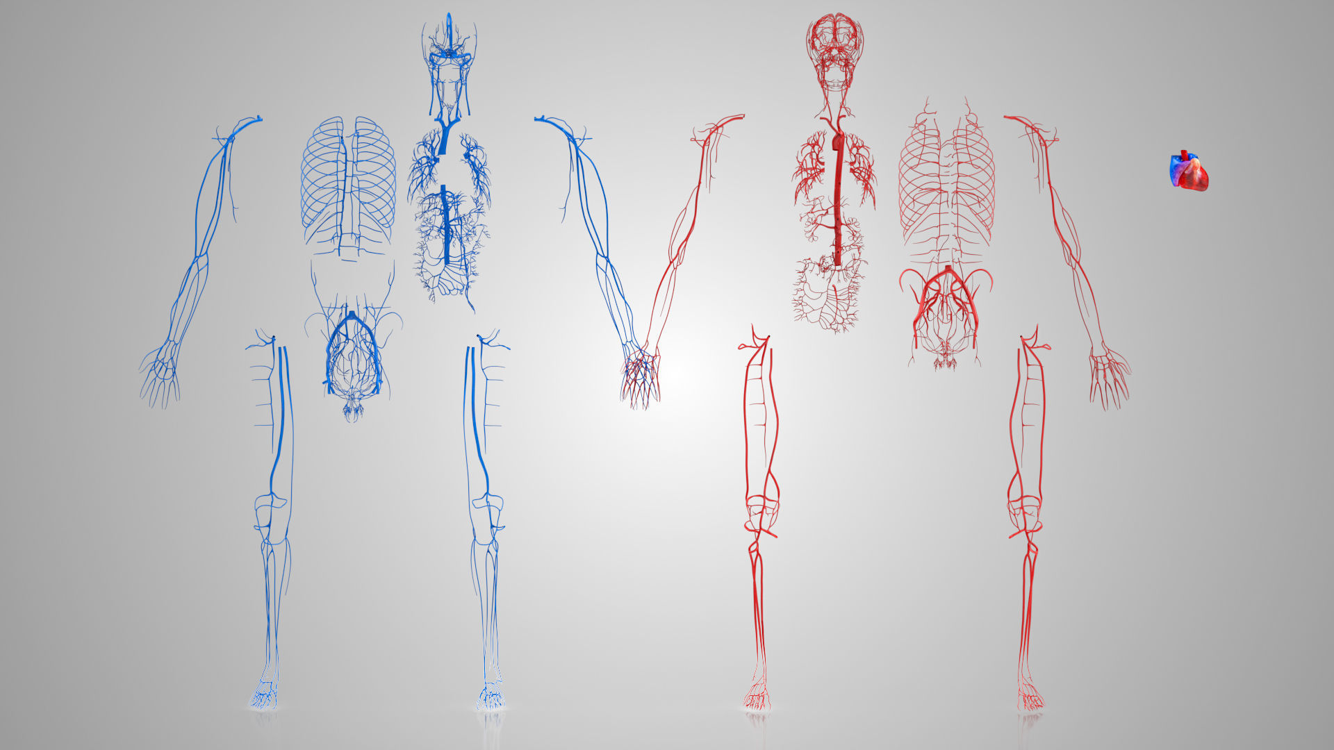 3D model Human Cardiovascular System with Body VR / AR / low-poly ...