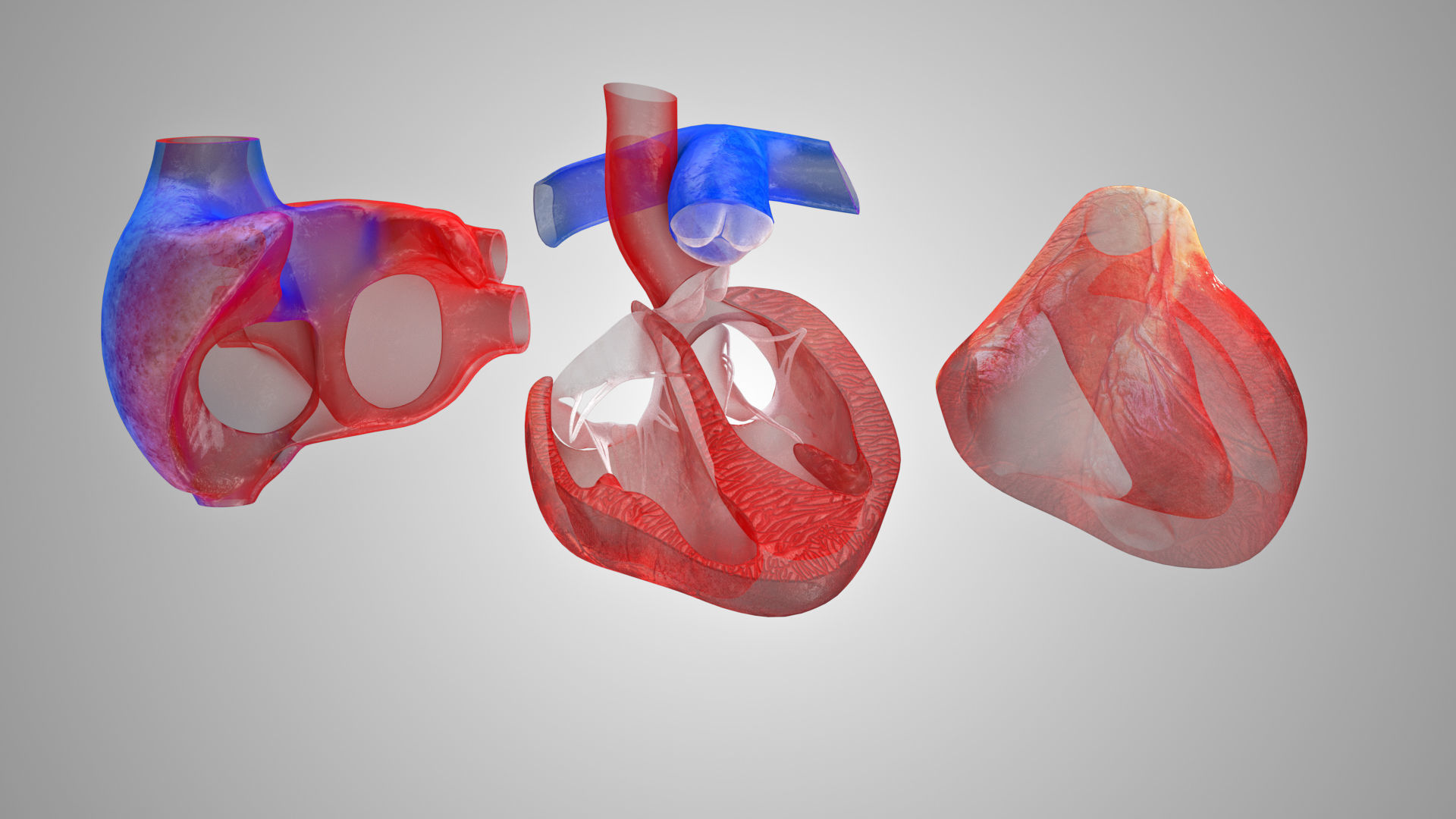 3D model Human Cardiovascular System with Body VR / AR / low-poly ...