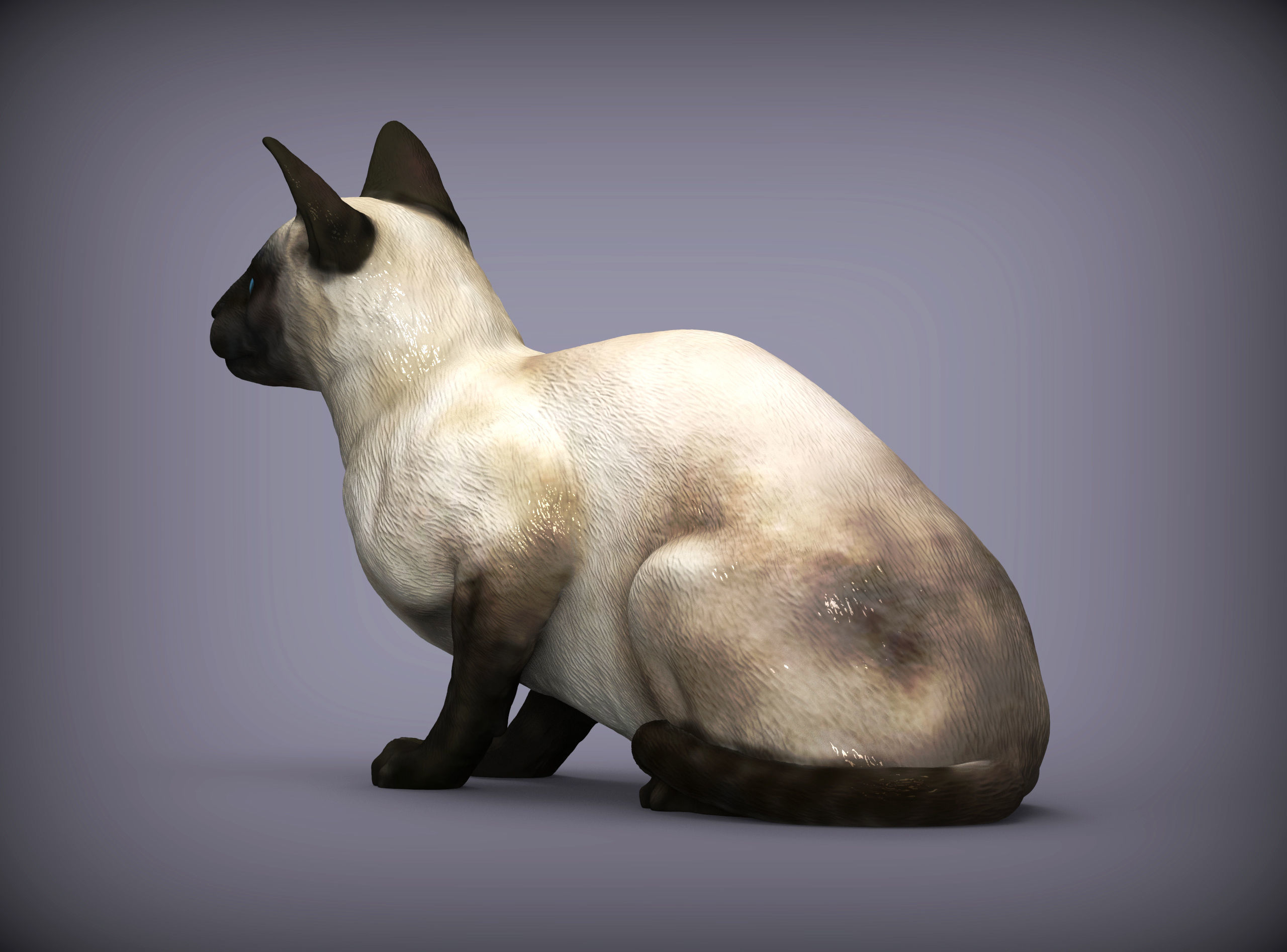 Siamese cat 3D model 3D printable | CGTrader
