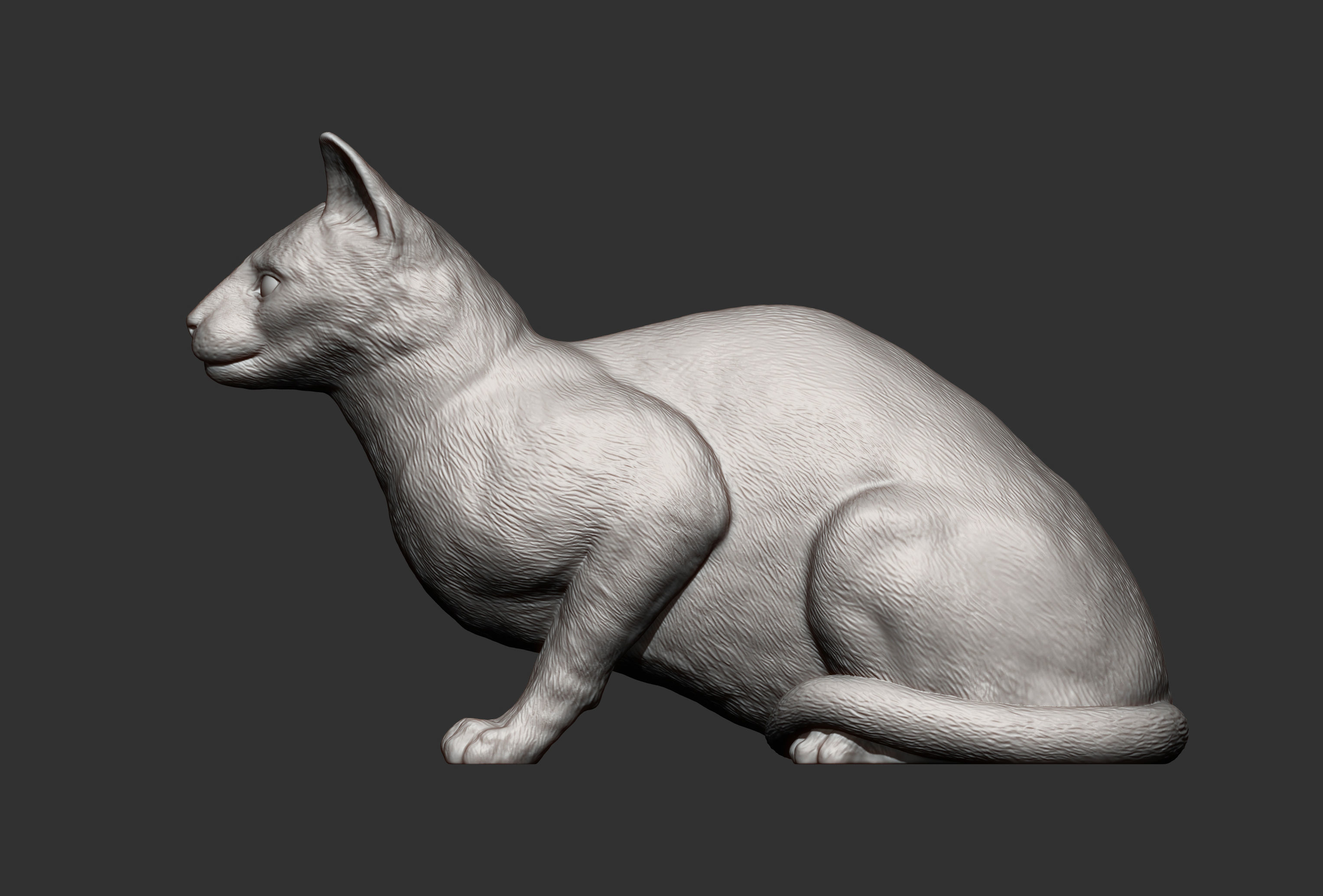 Siamese cat 3D model 3D printable | CGTrader