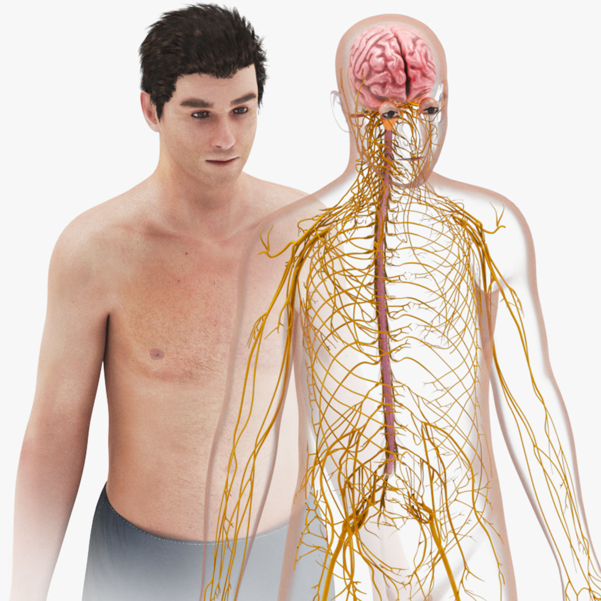 3D model Brain and Nervous System VR / AR / low-poly | CGTrader