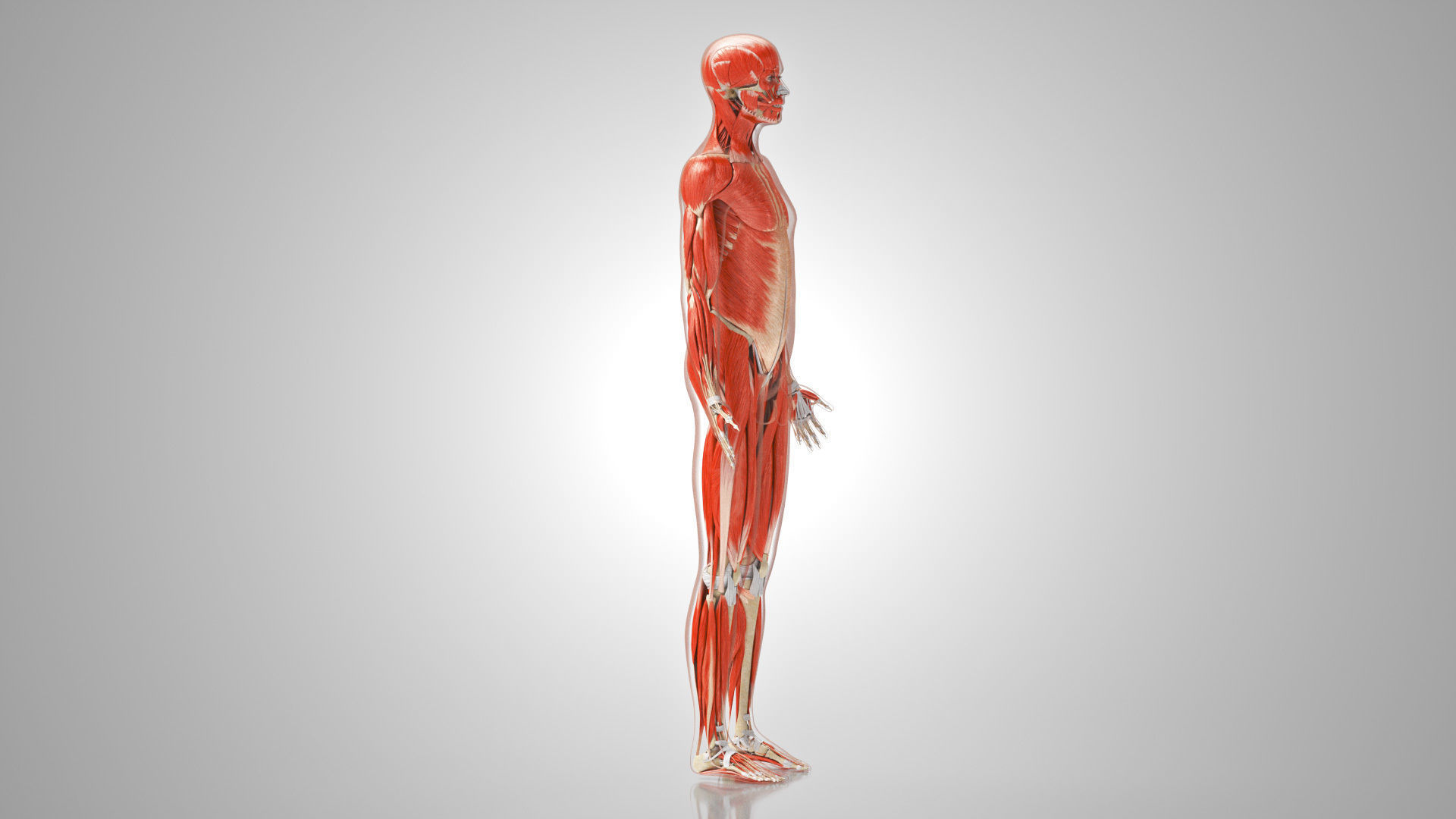 3D model Musculoskeletal System with Body VR / AR / low-poly | CGTrader