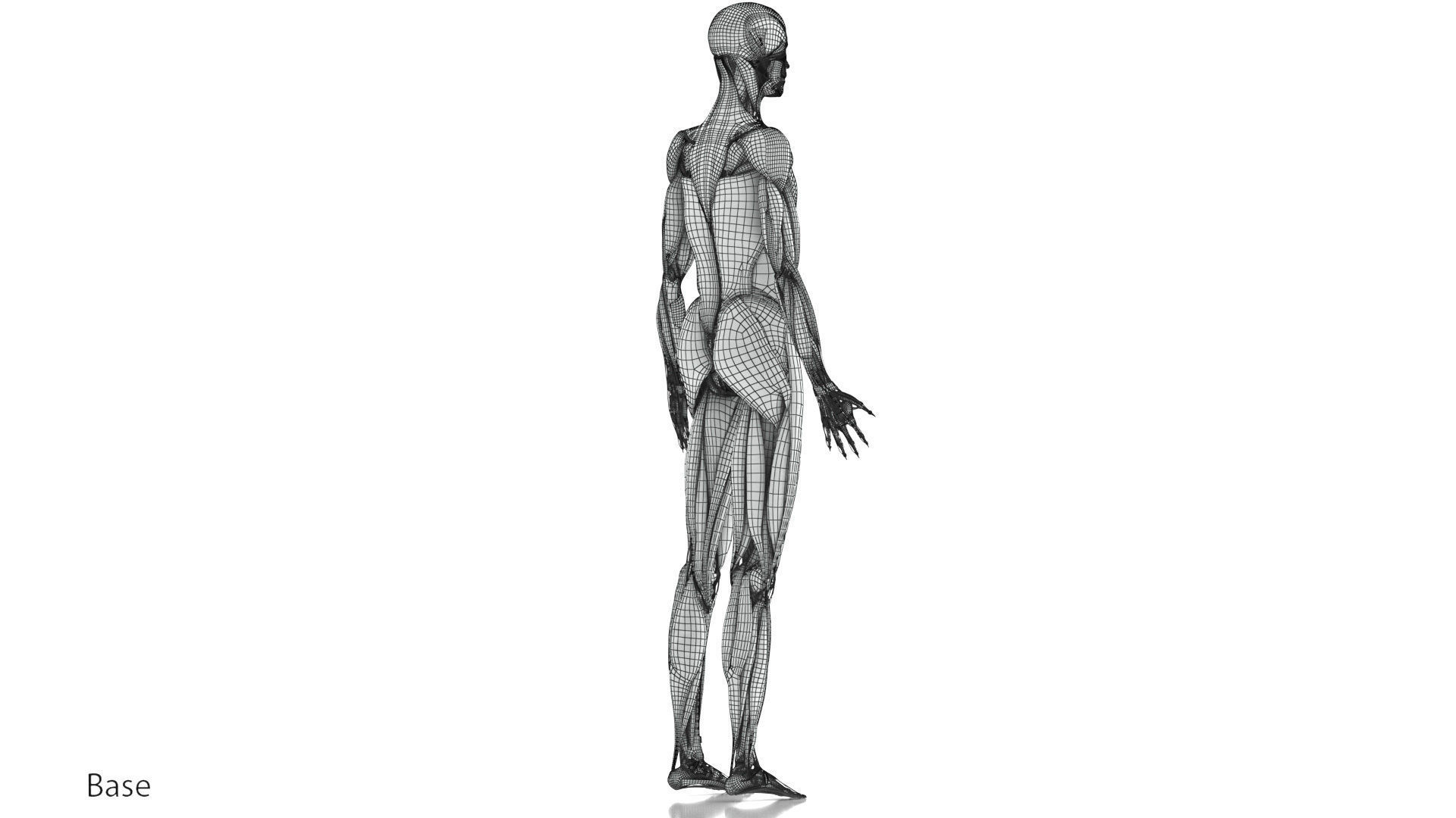 3D model Musculoskeletal System with Body VR / AR / low-poly | CGTrader