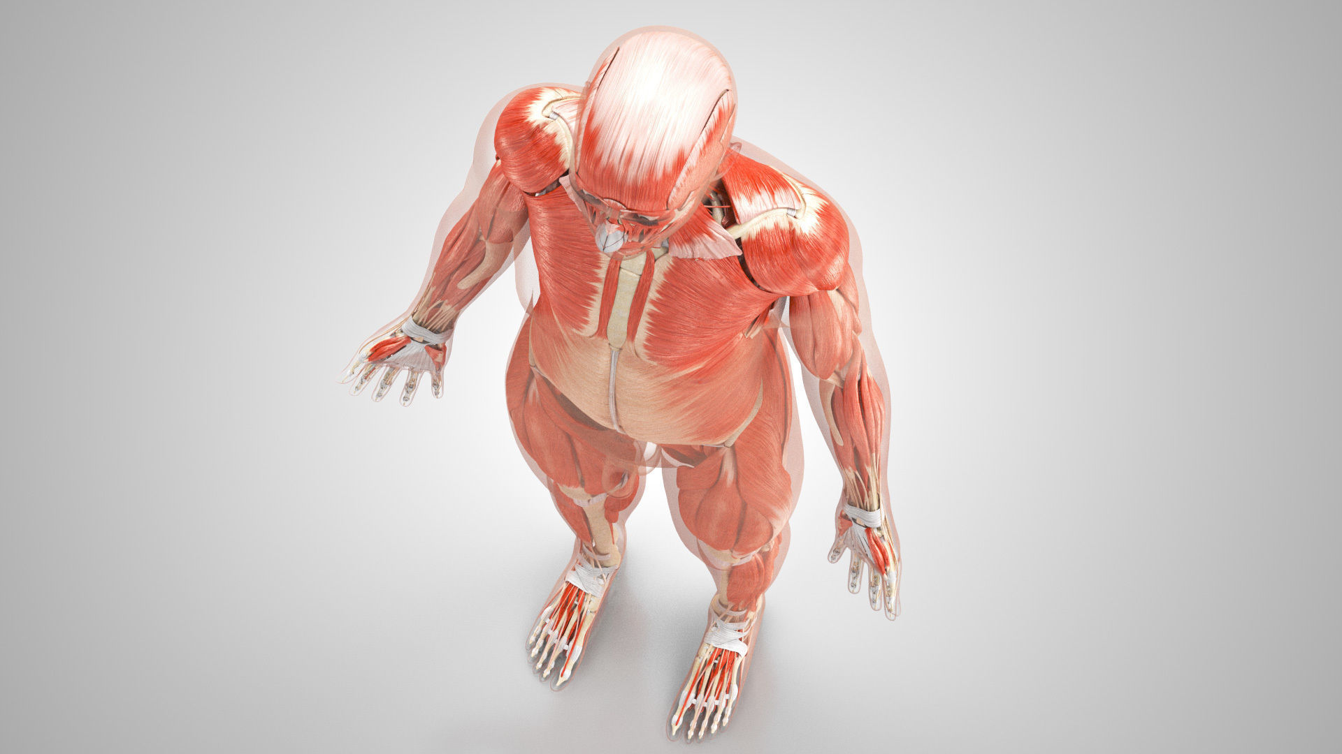 3D model Musculoskeletal System with Body VR / AR / low-poly | CGTrader