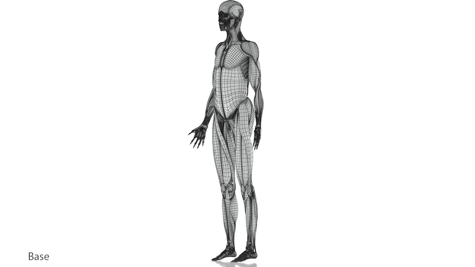 3D model Musculoskeletal System with Body VR / AR / low-poly | CGTrader