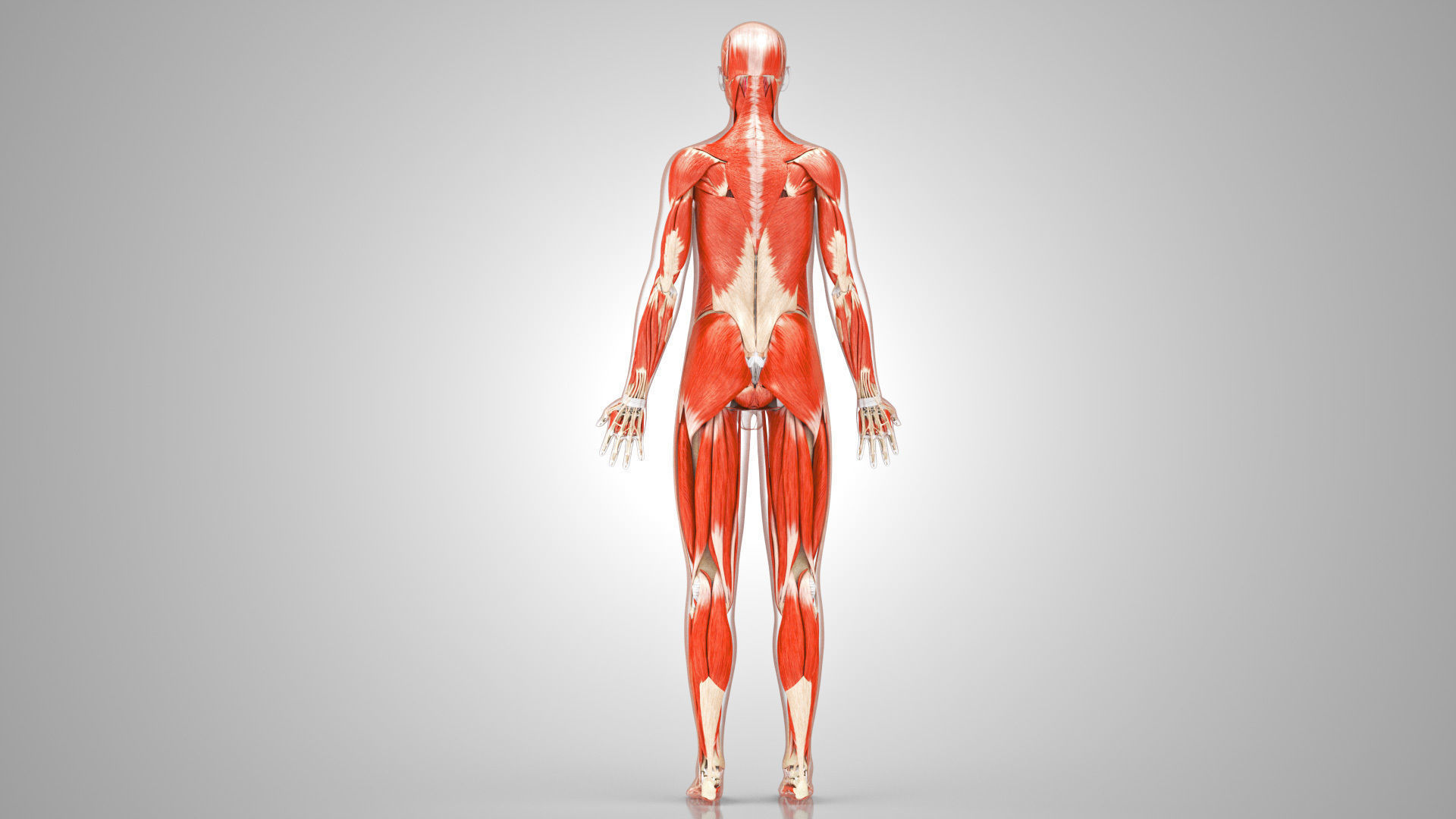 3D model Musculoskeletal System with Body VR / AR / low-poly | CGTrader