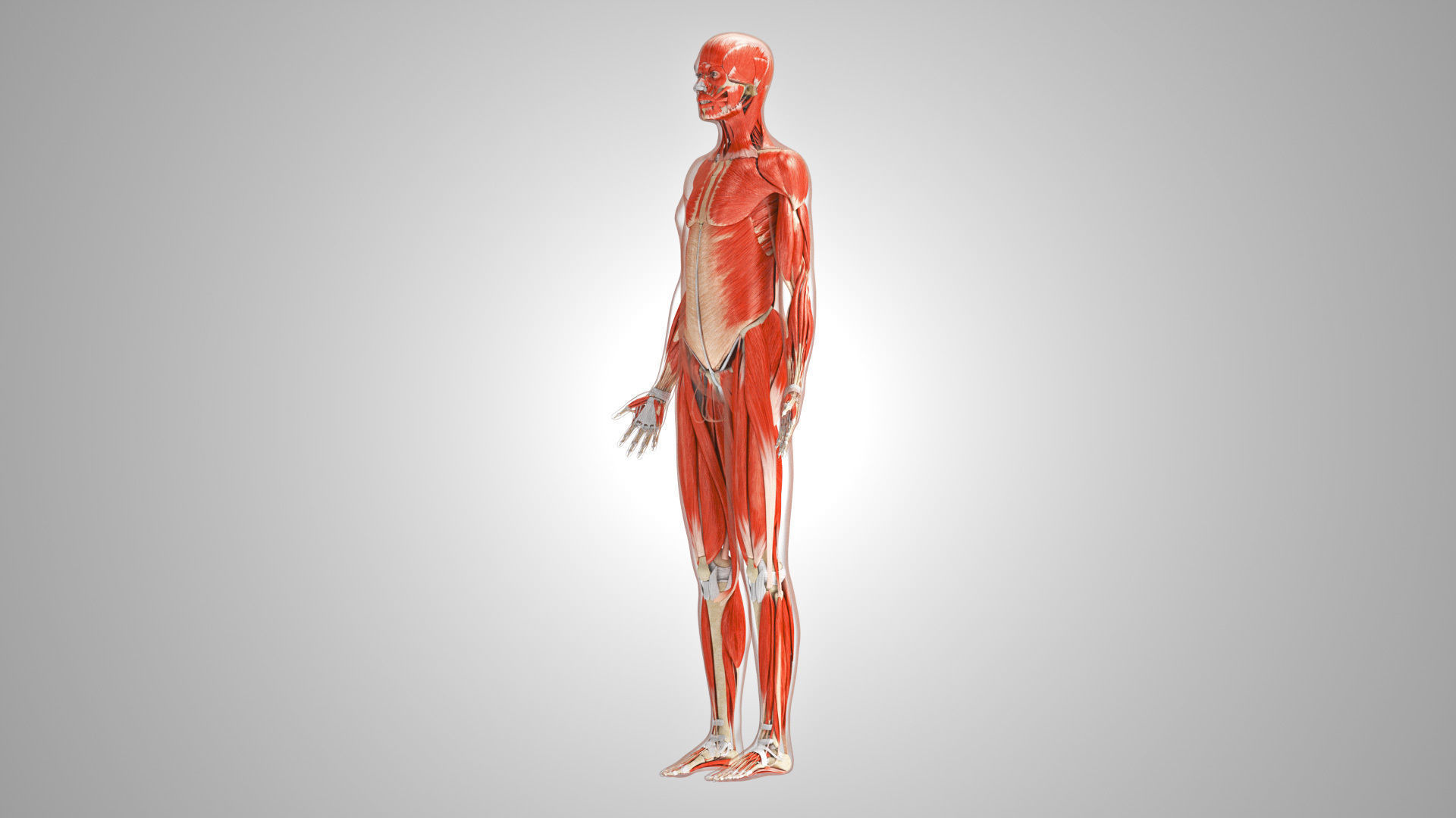 3D model Musculoskeletal System with Body VR / AR / low-poly | CGTrader