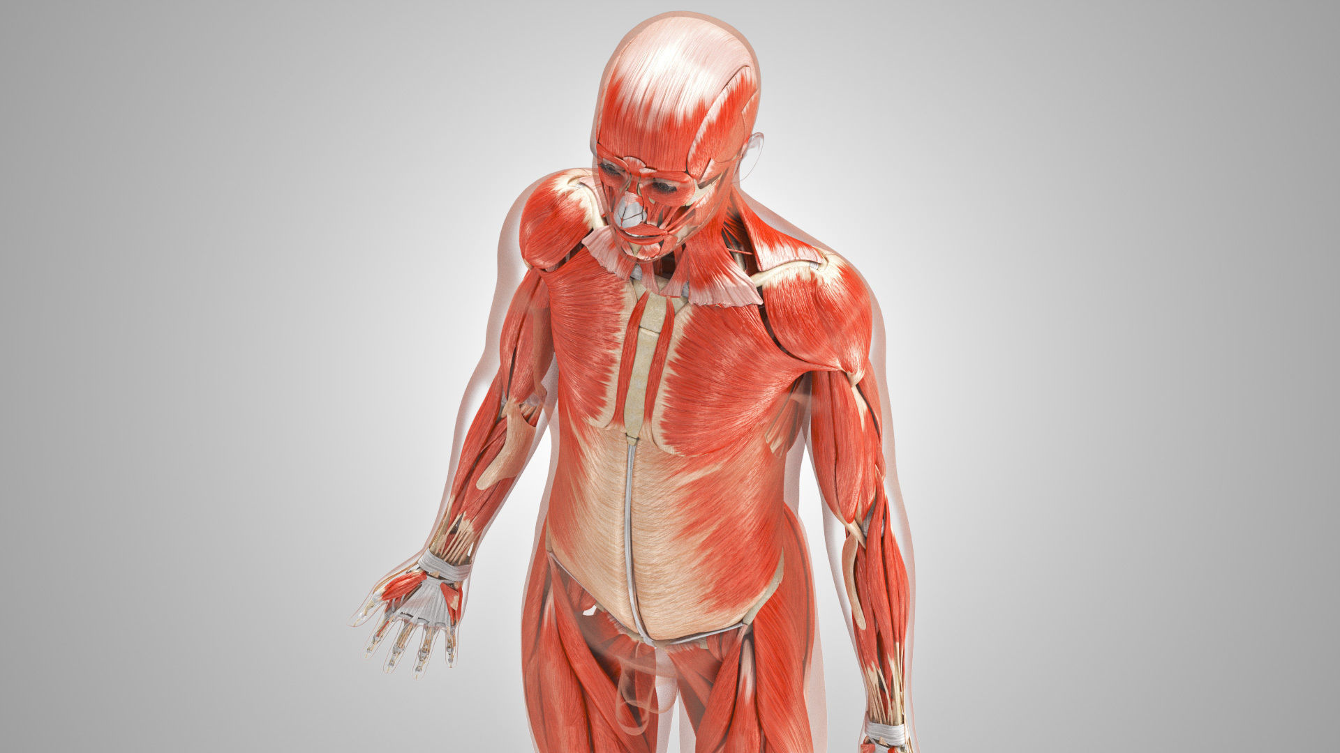 3D model Musculoskeletal System with Body VR / AR / low-poly | CGTrader