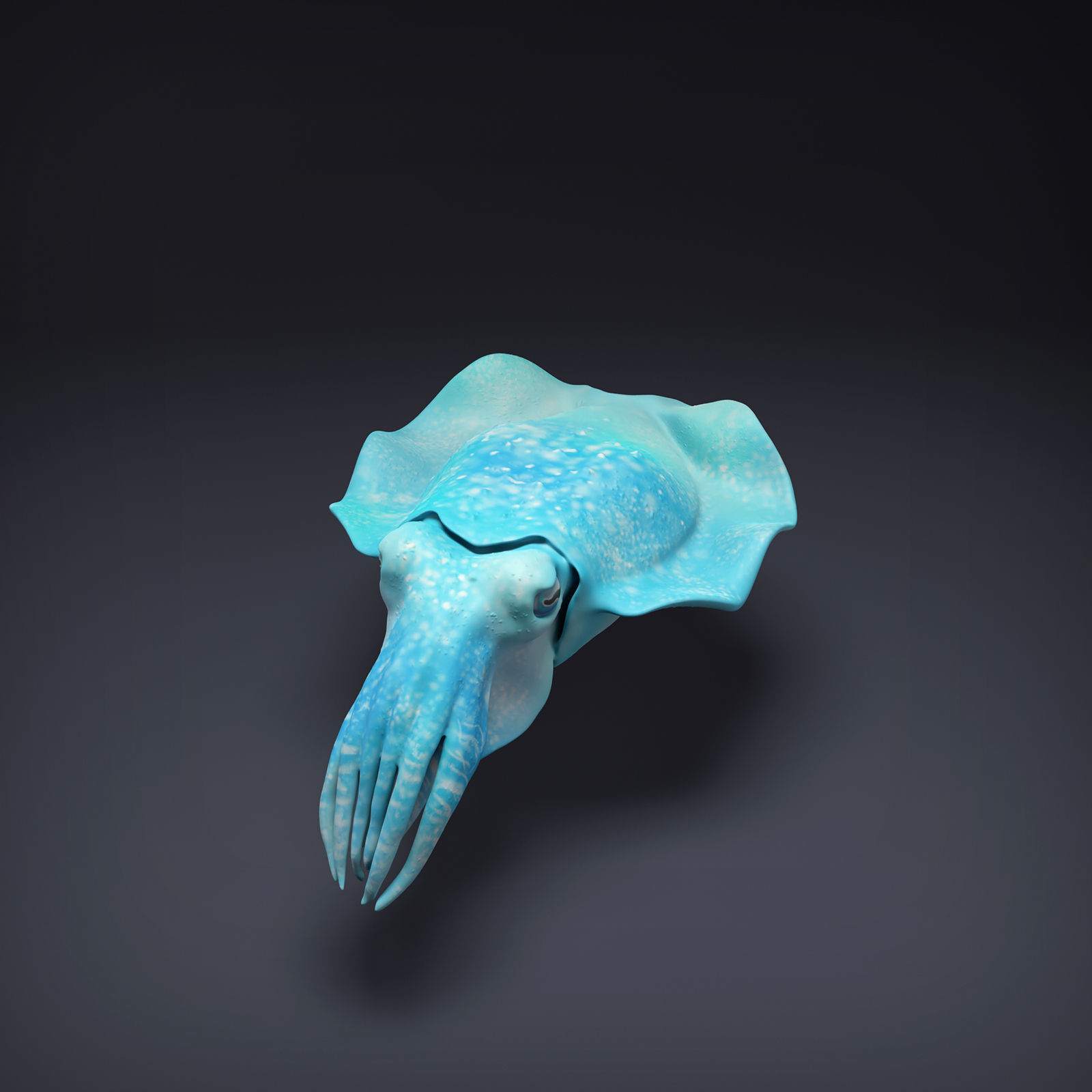 Cuttlefish for 3D Printing 3D model 3D printable | CGTrader