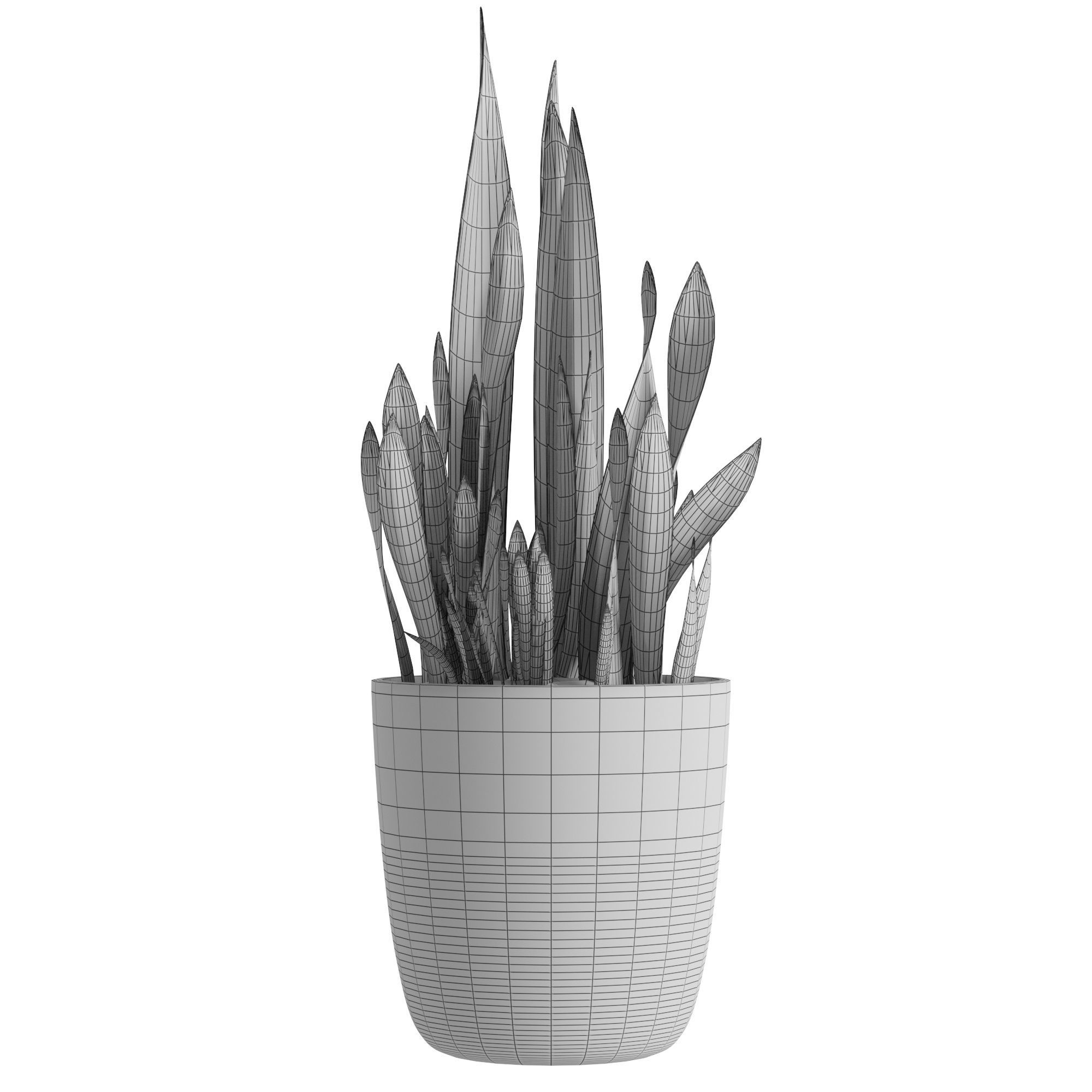 Snake Plant - Sansevieria 1 3D model | CGTrader
