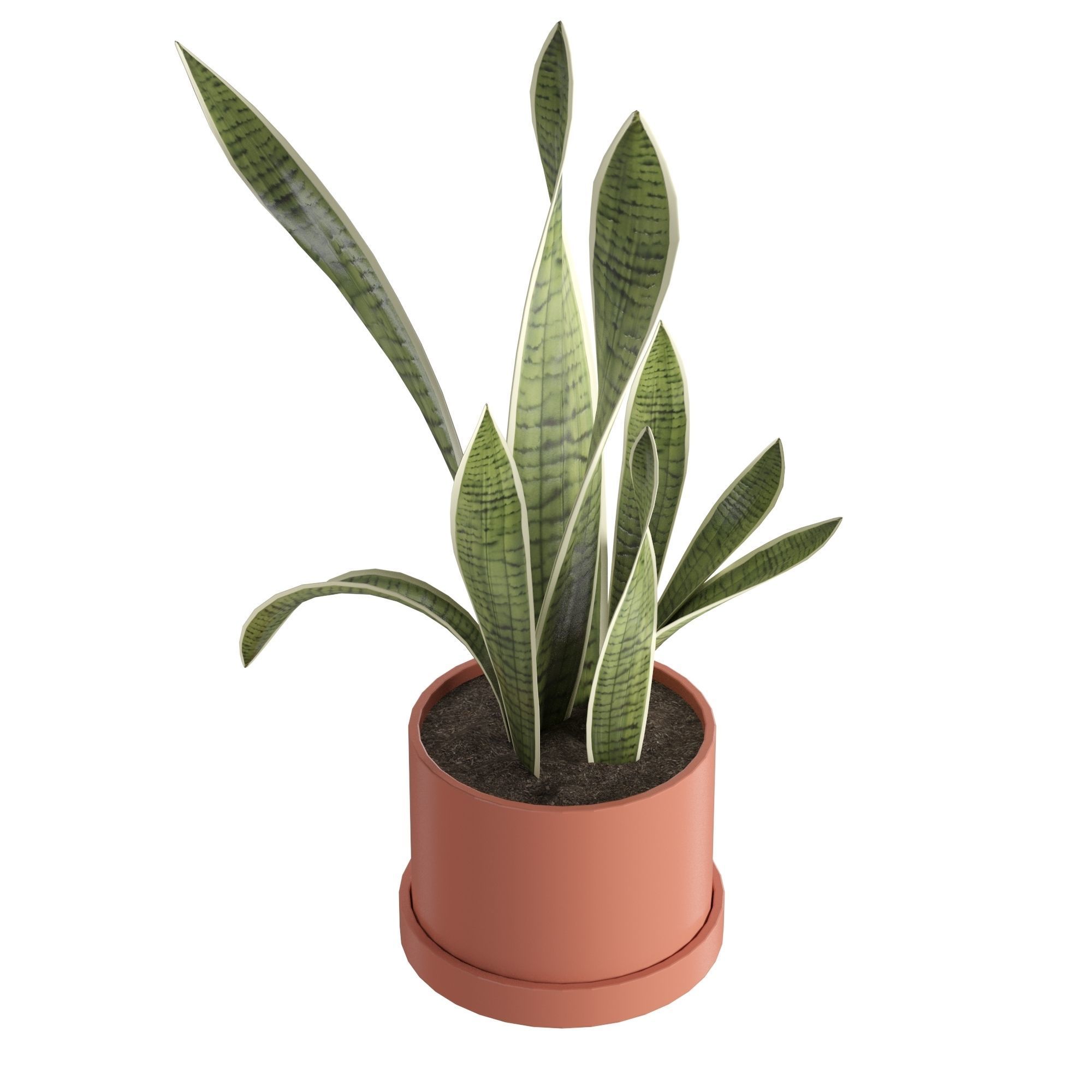 Snake Plant - Sansevieria 2 3D model | CGTrader