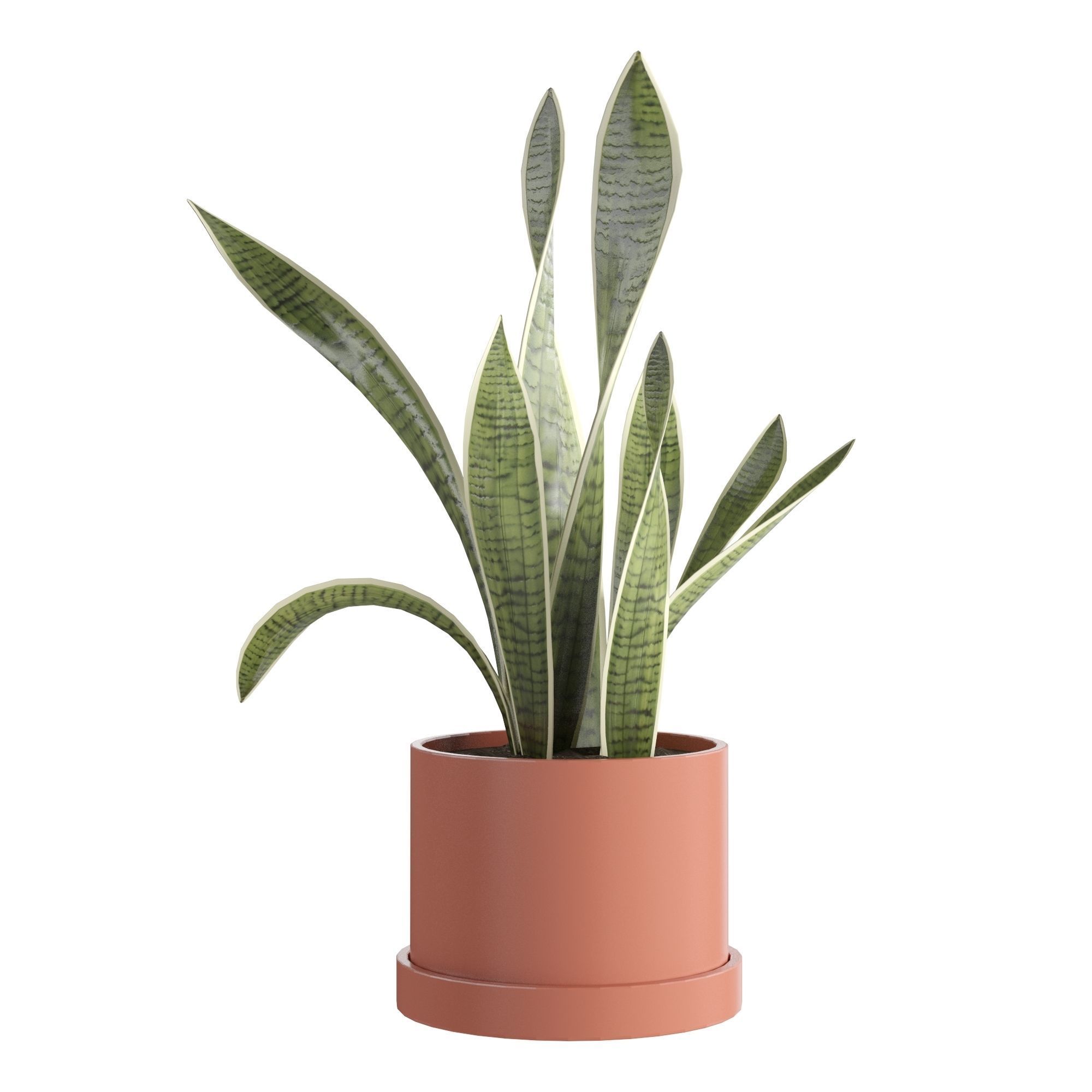 Snake Plant - Sansevieria 2 3D model | CGTrader