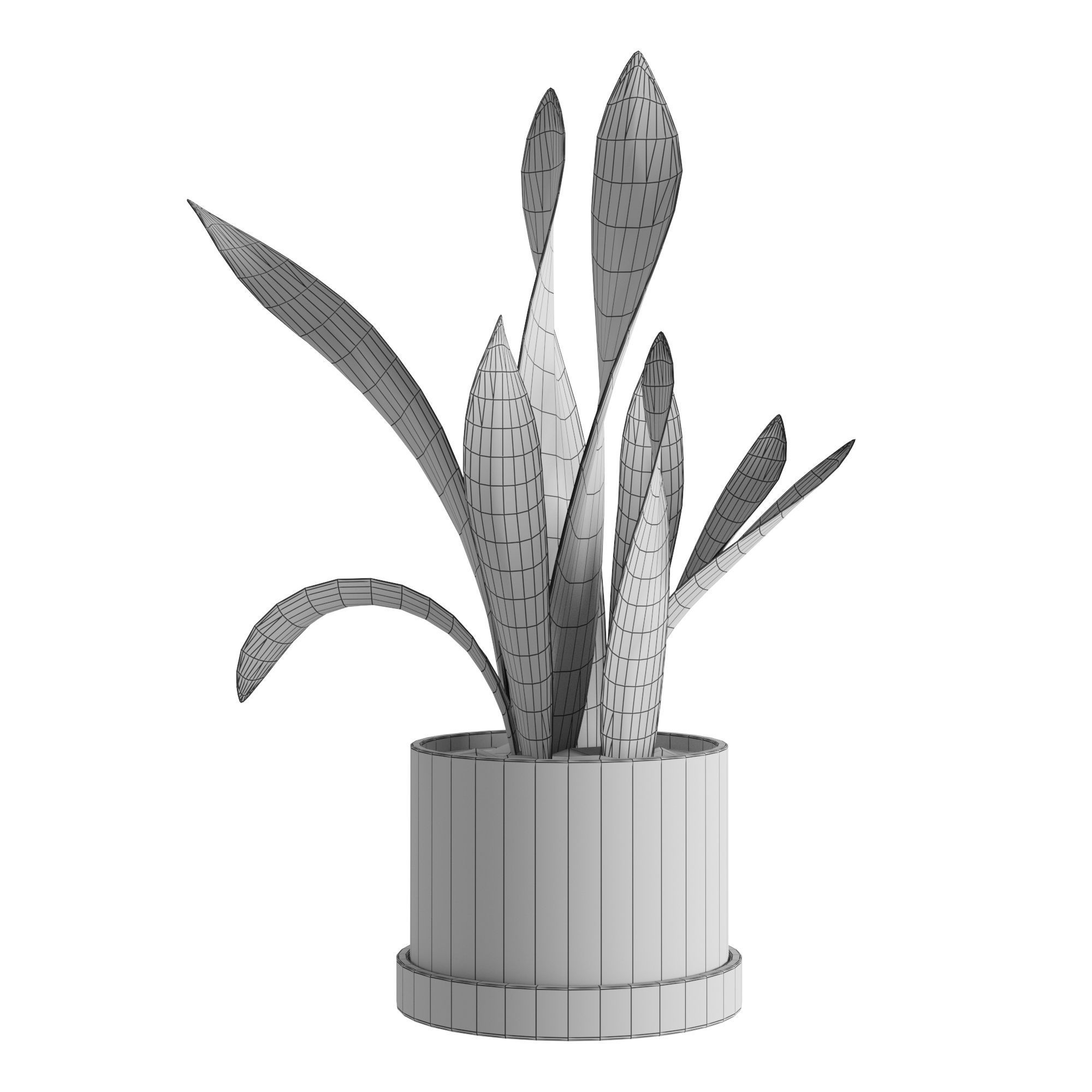 Snake Plant - Sansevieria 2 3D model | CGTrader