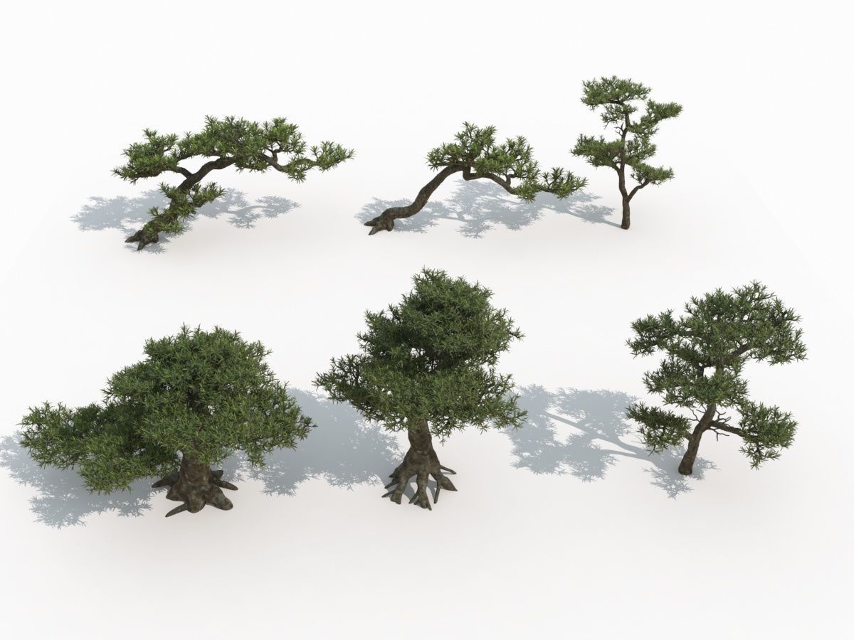 Podocarpus japanese bonsai trees 3D model | CGTrader