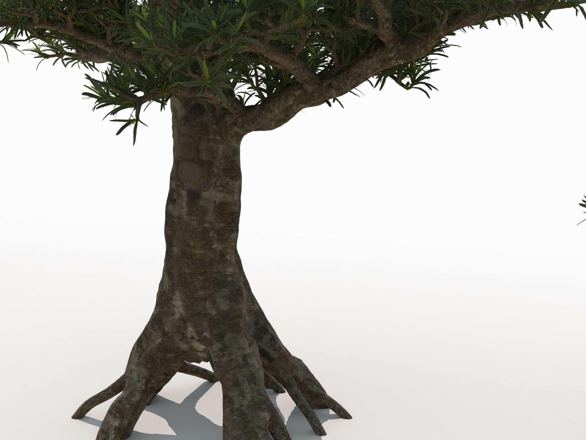 Podocarpus japanese bonsai trees 3D model | CGTrader