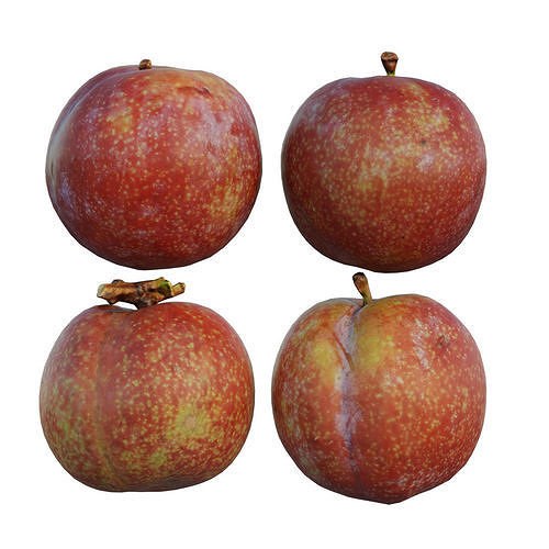 plum 04 3D model | CGTrader
