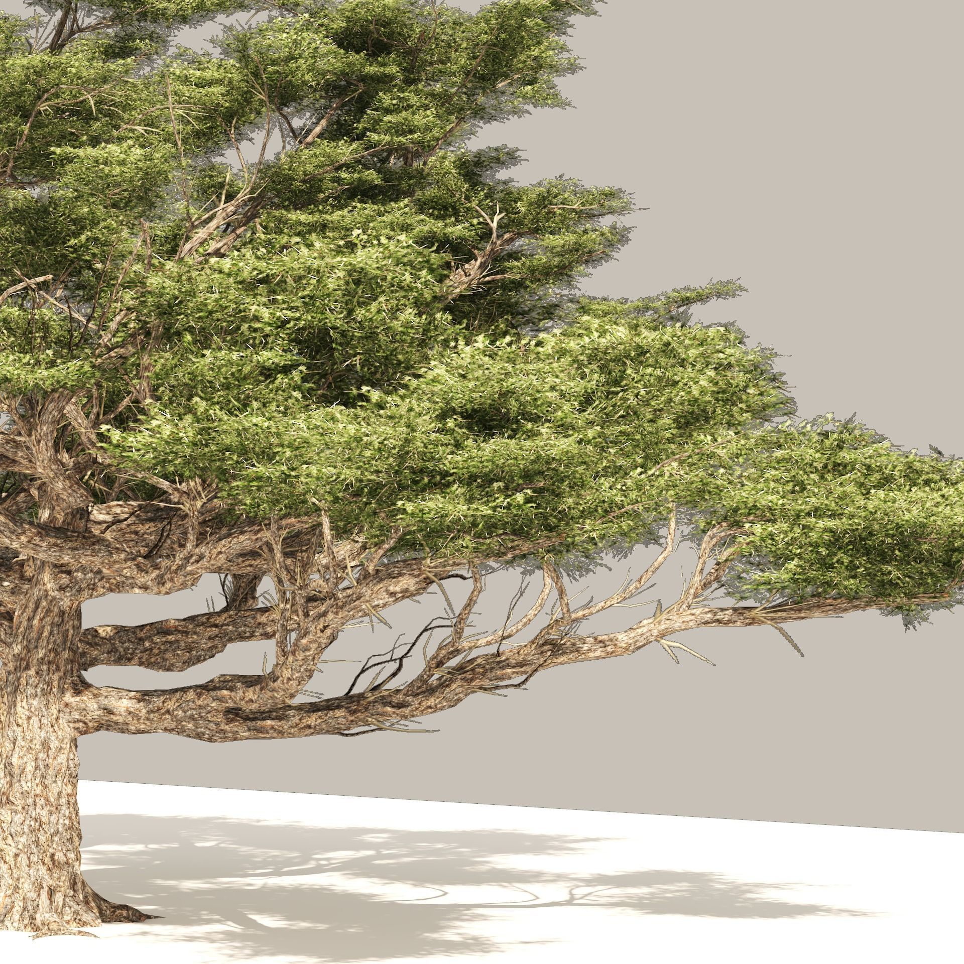 3D model 3 Acacia Trees VR / AR / low-poly | CGTrader