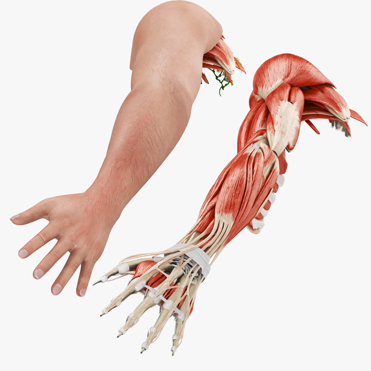 3D model Complete Human Arm Anatomy VR / AR / low-poly | CGTrader
