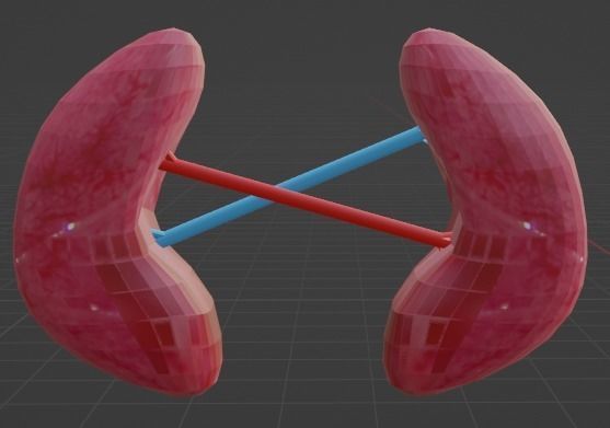 3D model Low Poly Organs human heart VR / AR / low-poly | CGTrader
