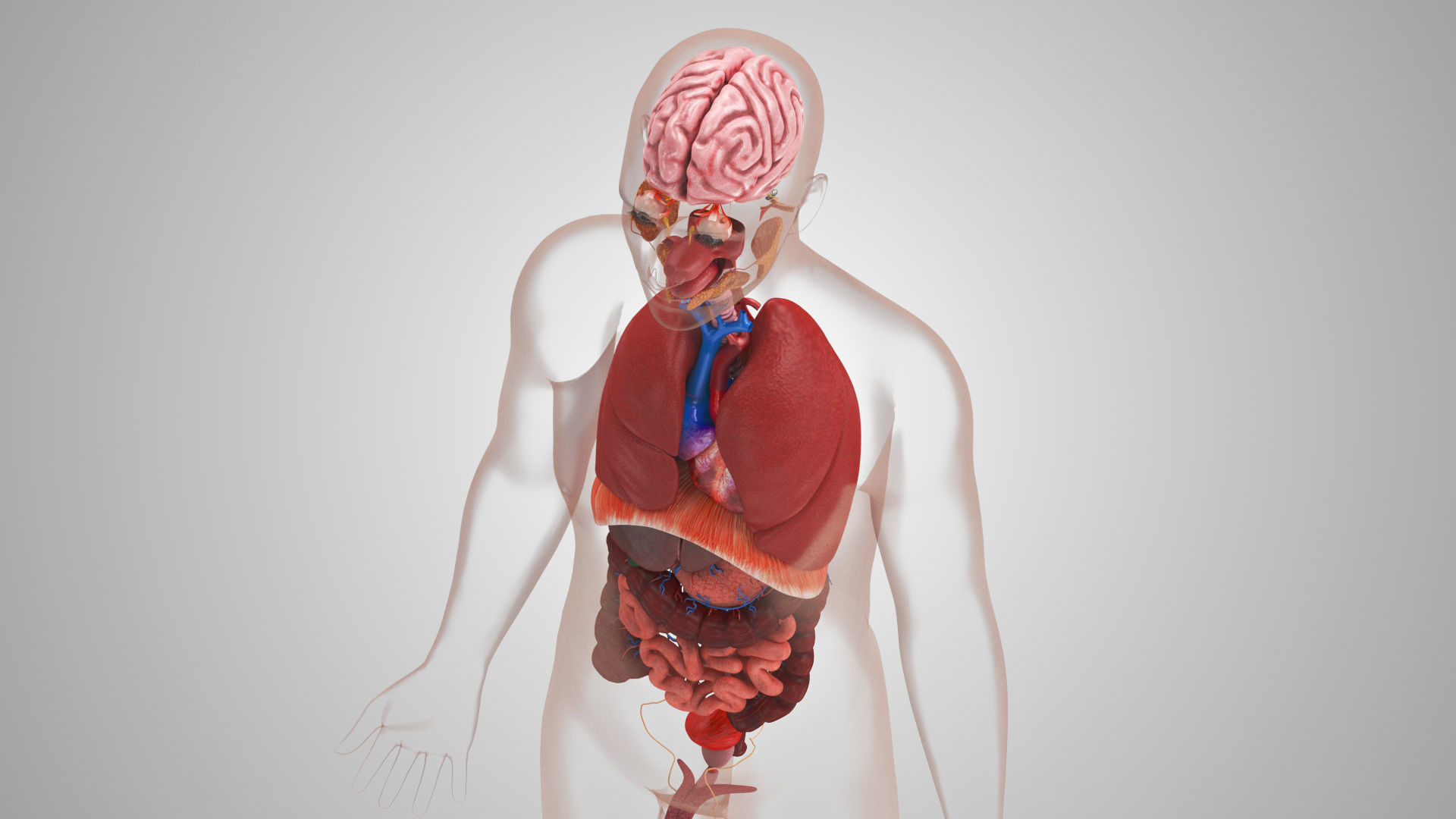 3D model 10 Complete Human Organs VR / AR / low-poly | CGTrader