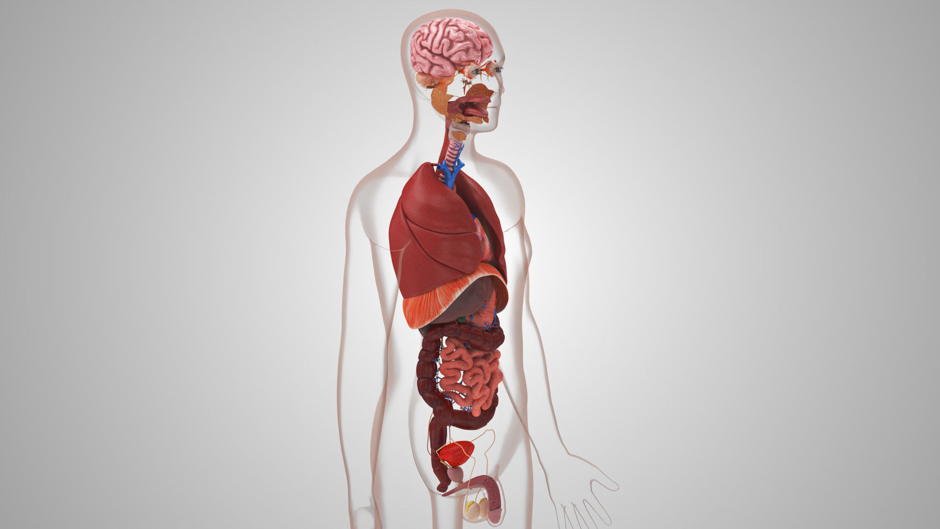 3D model 10 Complete Human Organs VR / AR / low-poly | CGTrader