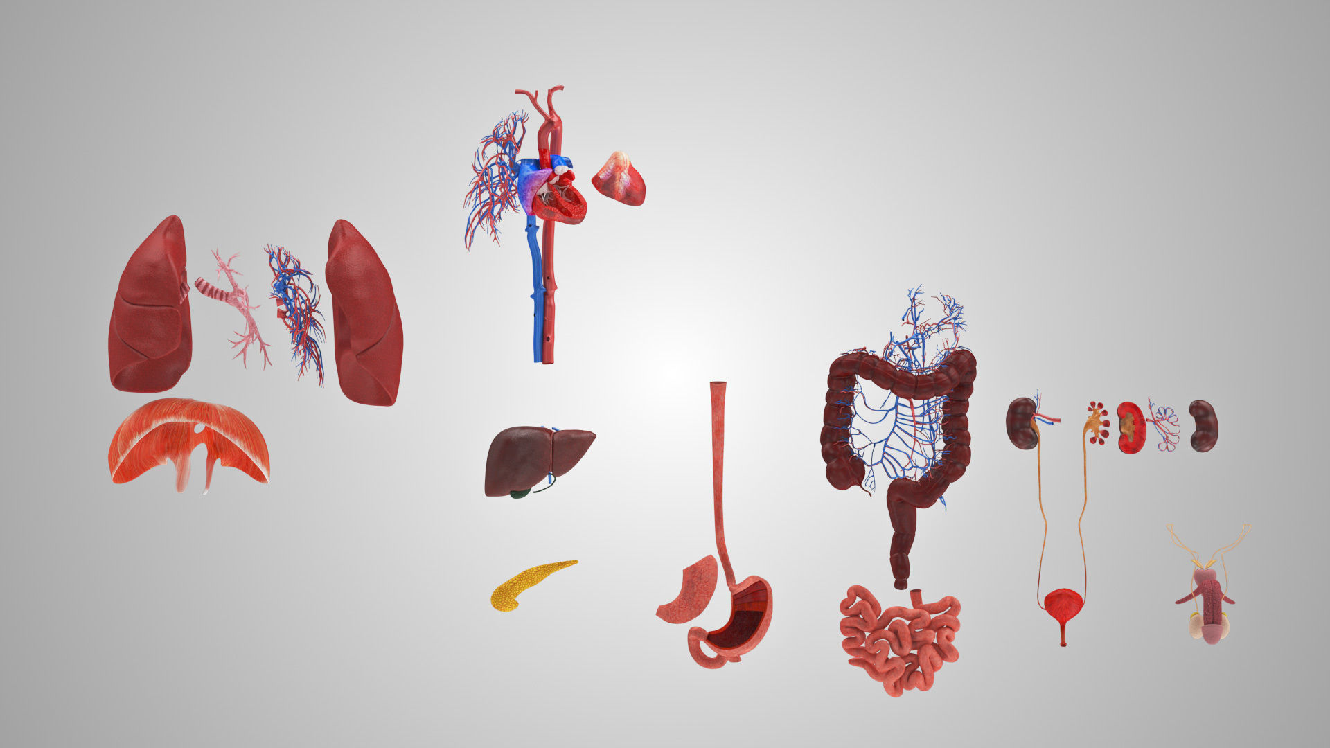 3D model 10 Complete Human Organs VR / AR / low-poly | CGTrader