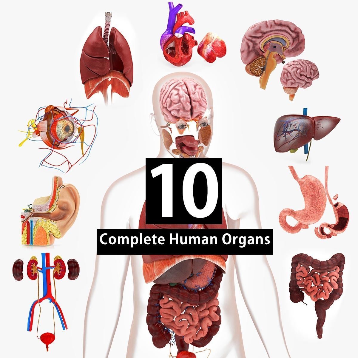 3D model 10 Complete Human Organs VR / AR / low-poly | CGTrader
