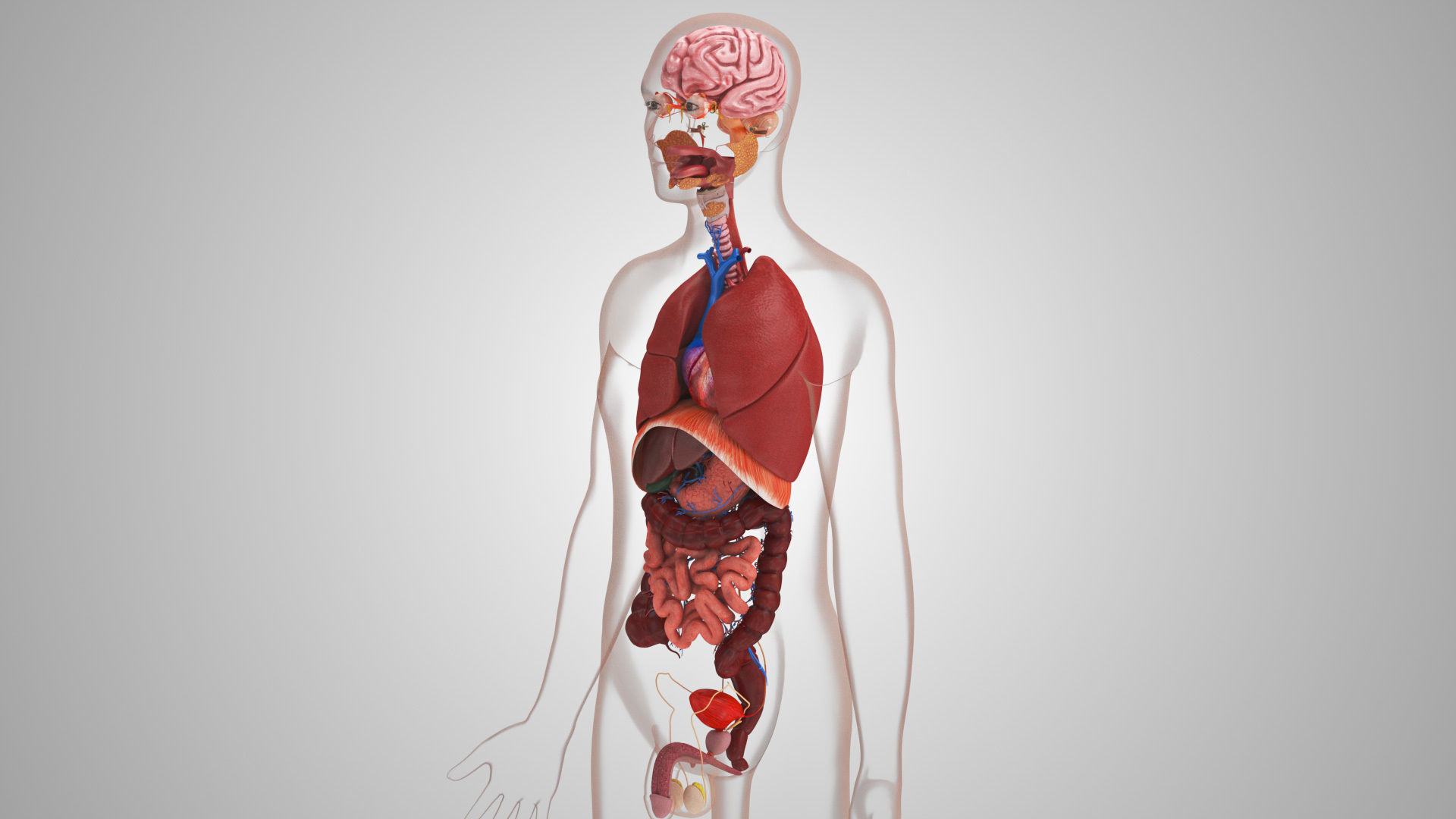 3D model 10 Complete Human Organs VR / AR / low-poly | CGTrader