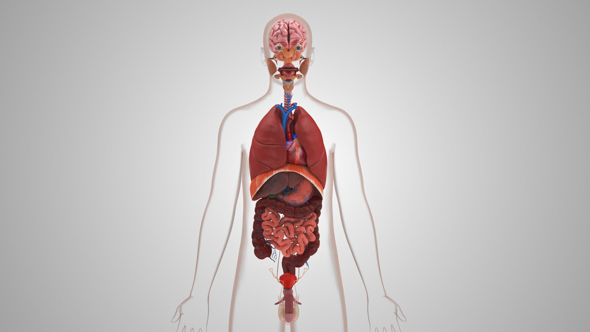 3D model 10 Complete Human Organs VR / AR / low-poly | CGTrader