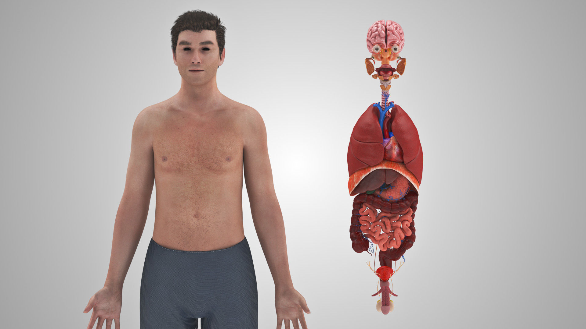 3D model 10 Complete Human Organs VR / AR / low-poly | CGTrader
