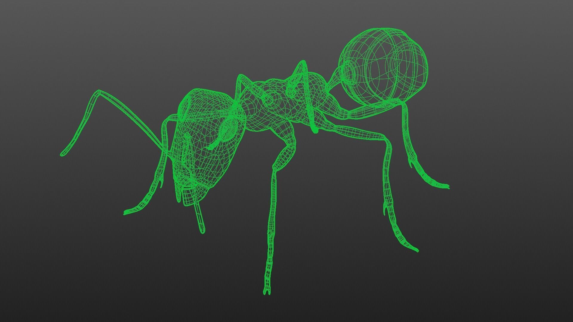 Realistic Black Ant 3D model | CGTrader