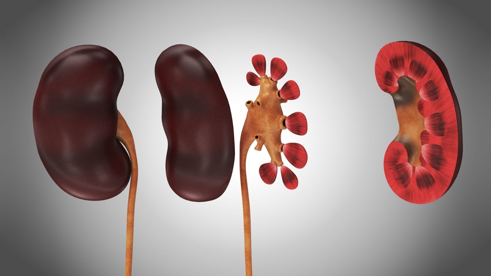 3D model Human Internal Organs VR / AR / low-poly | CGTrader