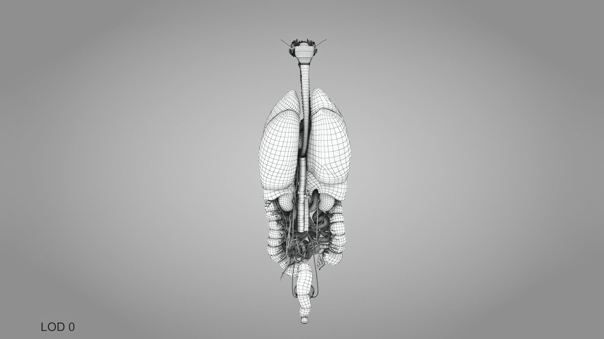 3D model Human Internal Organs VR / AR / low-poly | CGTrader