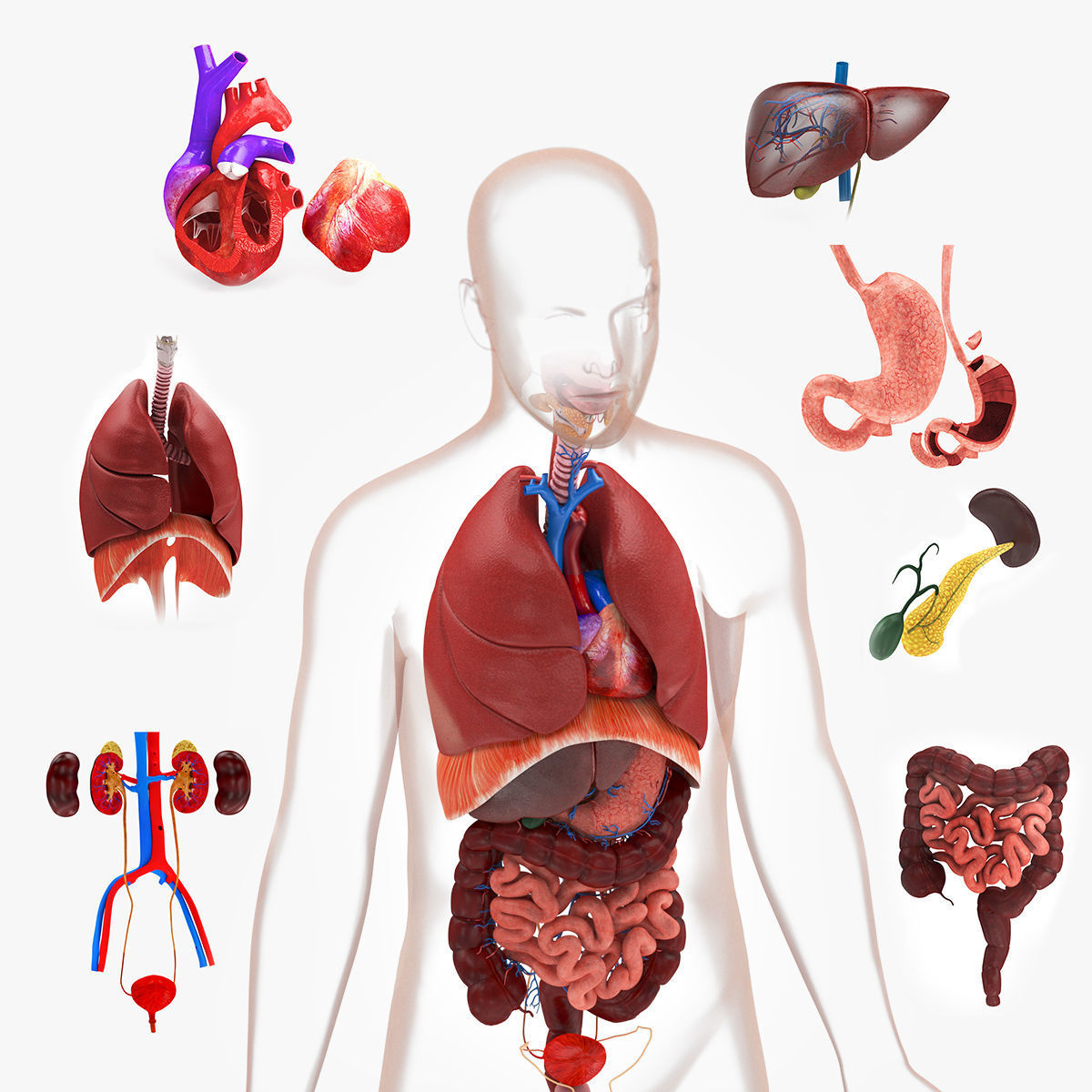 3D model Human Internal Organs VR / AR / low-poly | CGTrader