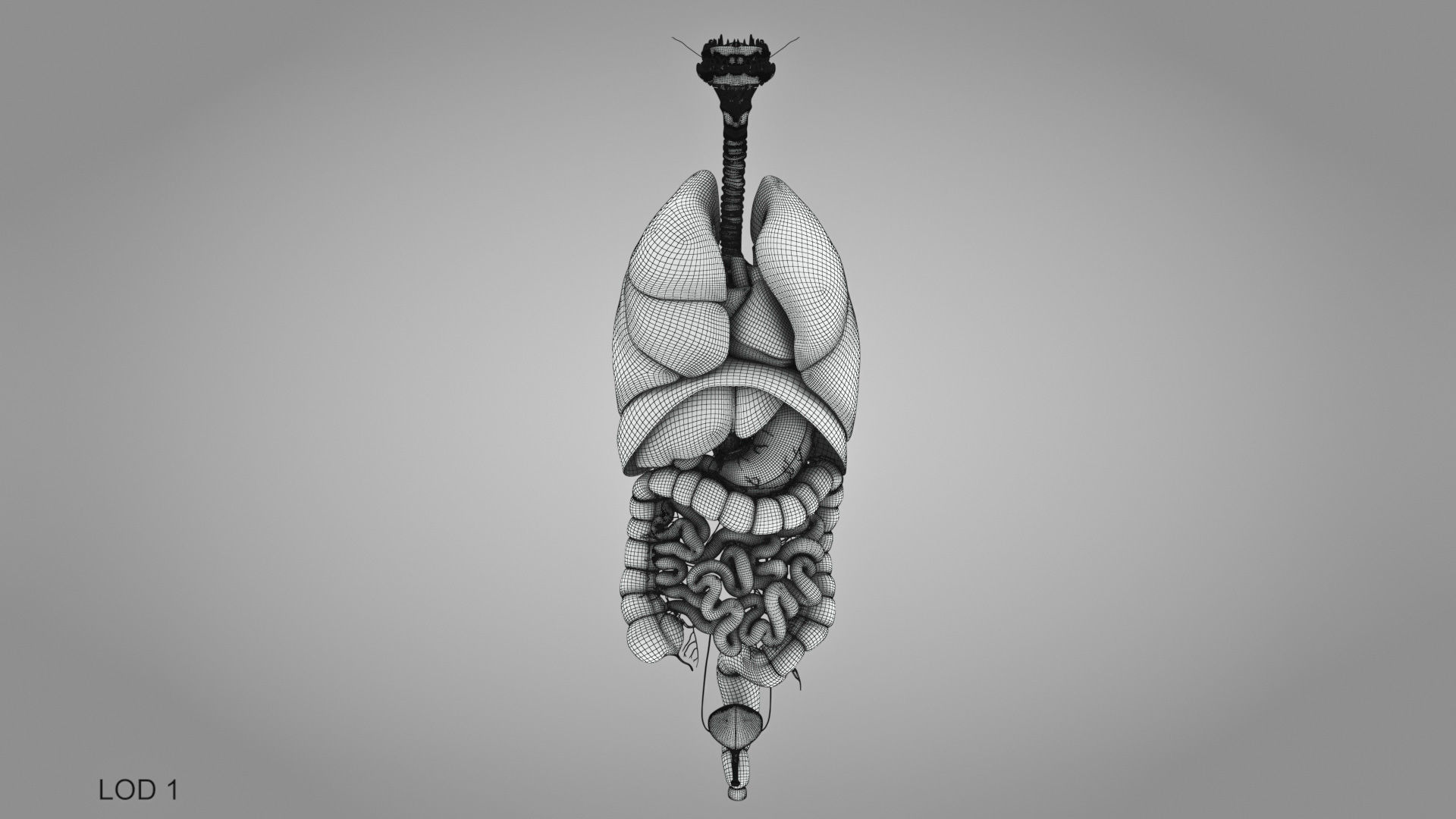 3D model Human Internal Organs VR / AR / low-poly | CGTrader