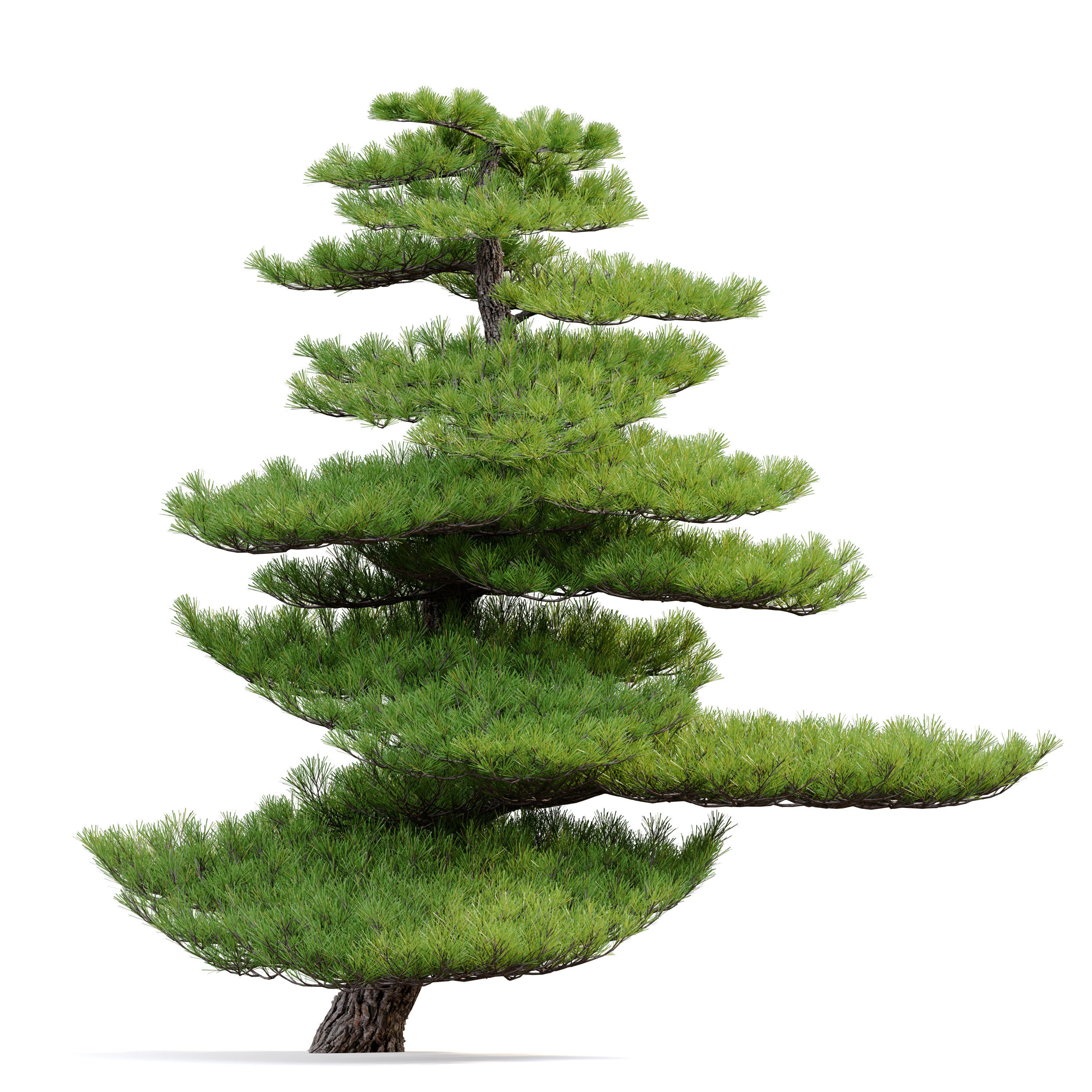 Chinese red pine 02 3D model | CGTrader
