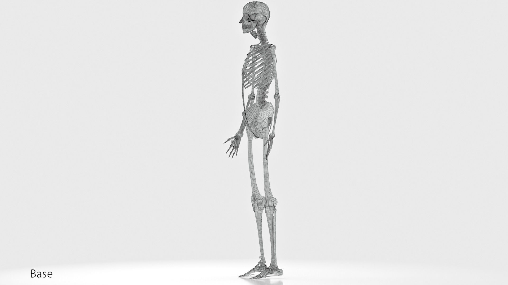 Human Skeleton with Ligaments 8K 3D model | CGTrader
