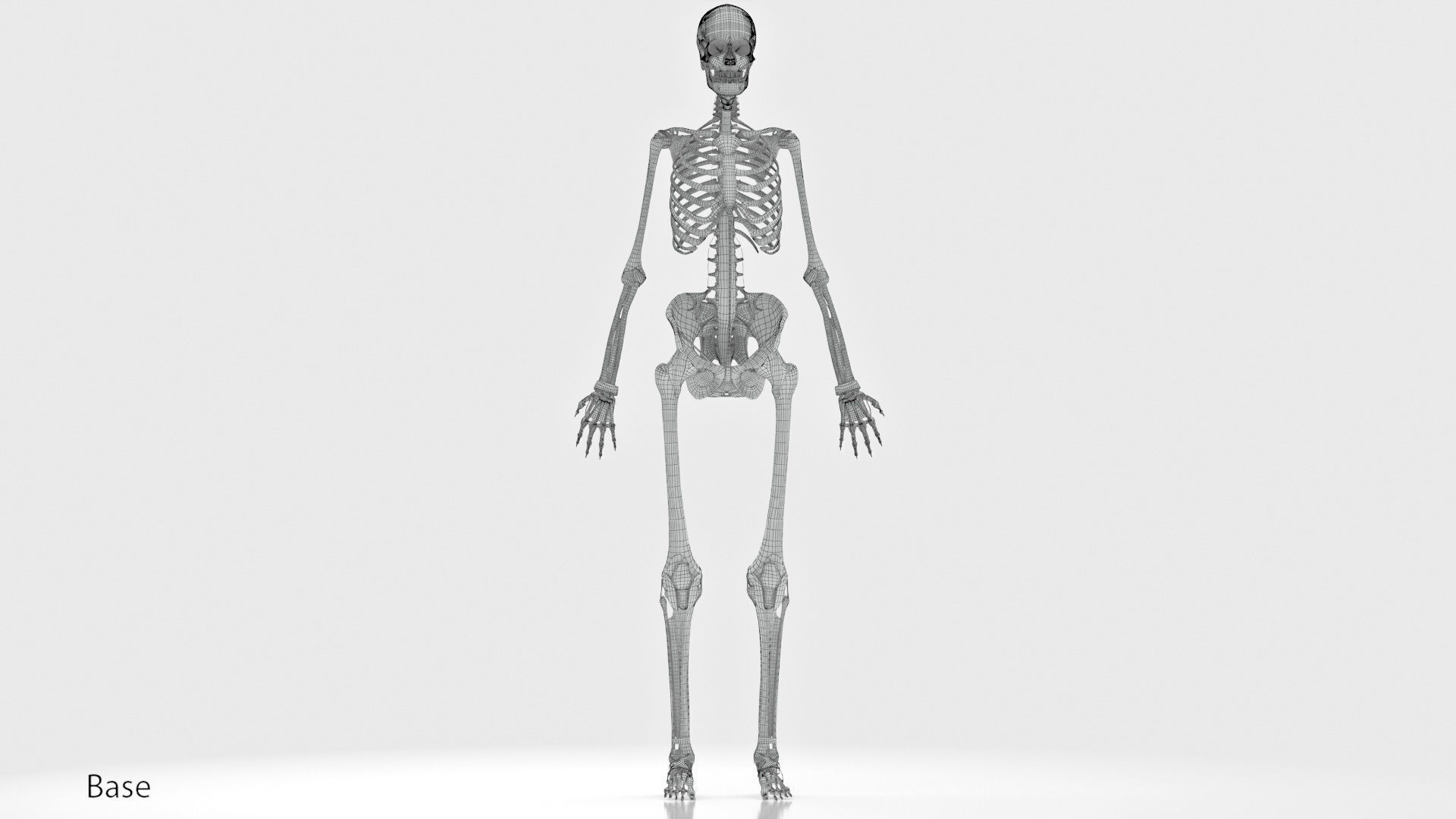 Human Skeleton with Ligaments 8K 3D model | CGTrader