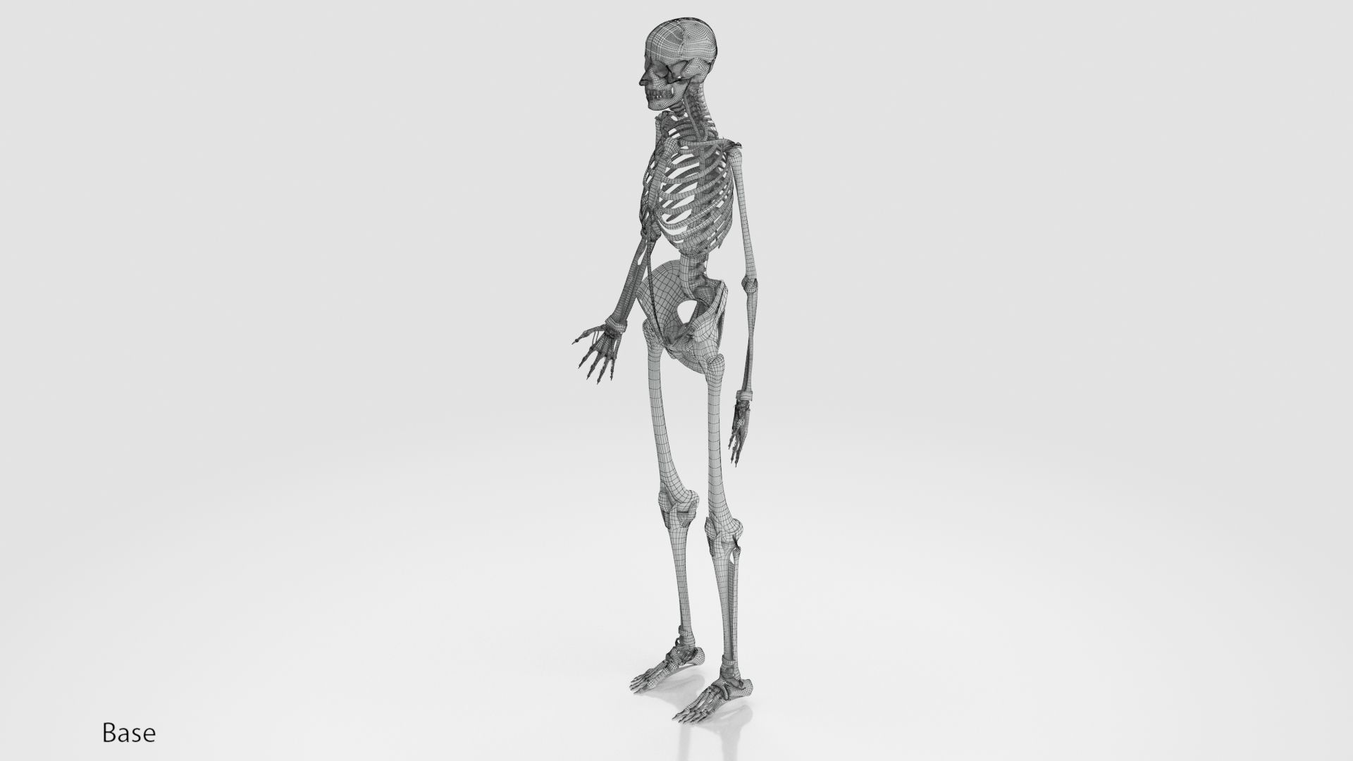 Human Skeleton with Ligaments 8K 3D model | CGTrader