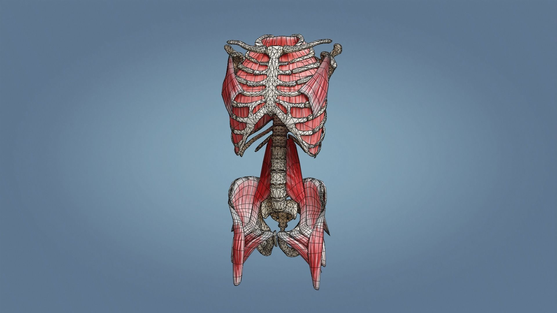 3D model Human Upper Body Muscles VR / AR / low-poly | CGTrader