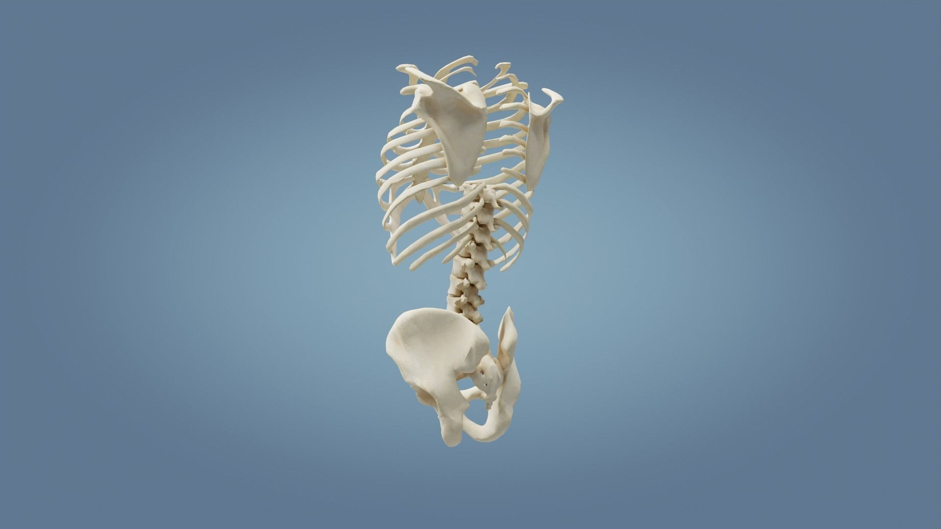 3D model Human Upper Body Muscles VR / AR / low-poly | CGTrader