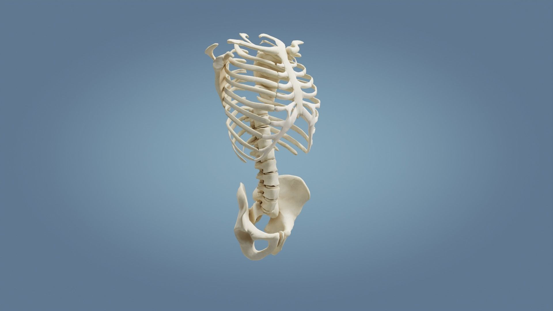 3D model Human Upper Body Muscles VR / AR / low-poly | CGTrader