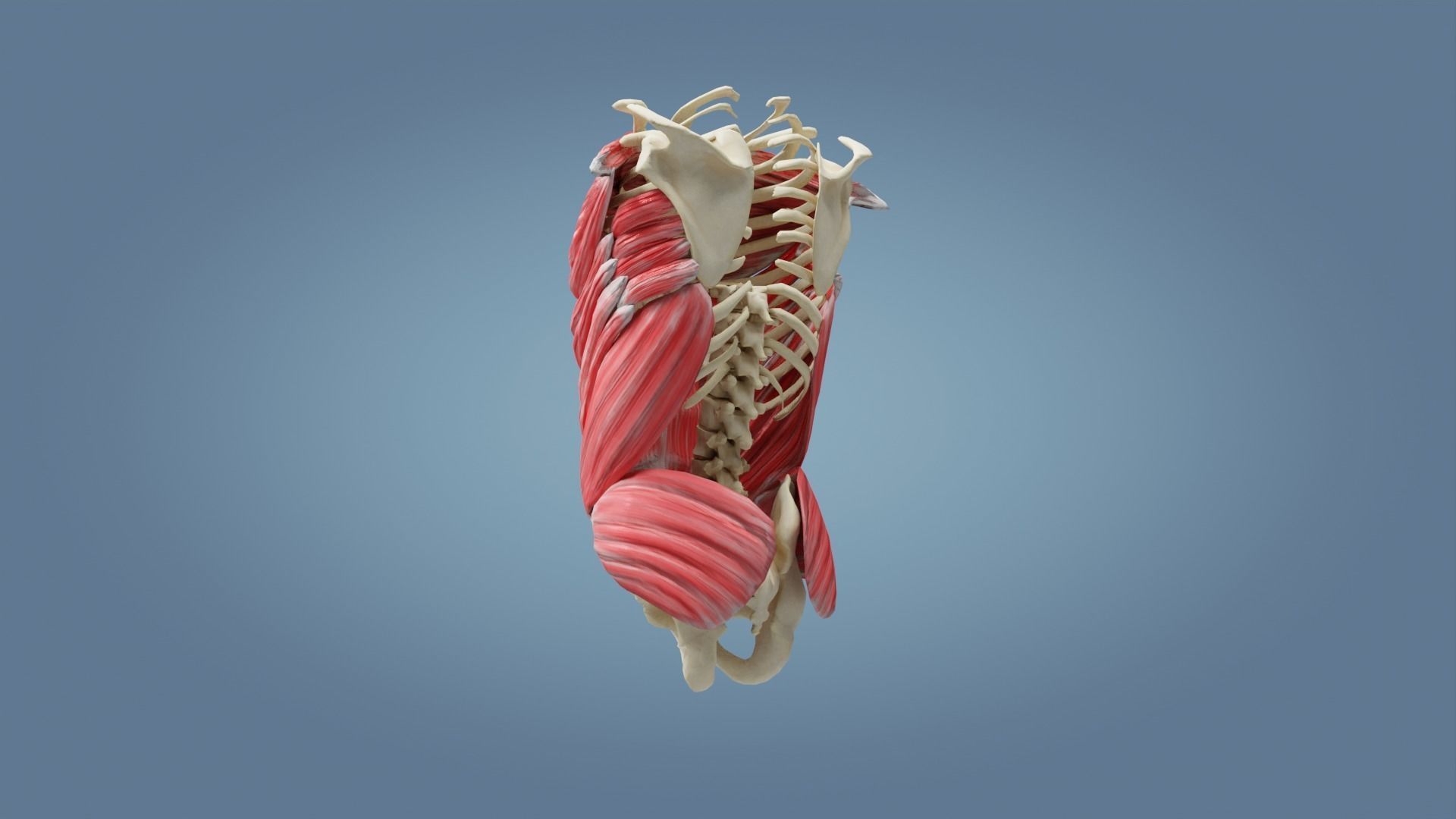 3D model Human Upper Body Muscles VR / AR / low-poly | CGTrader